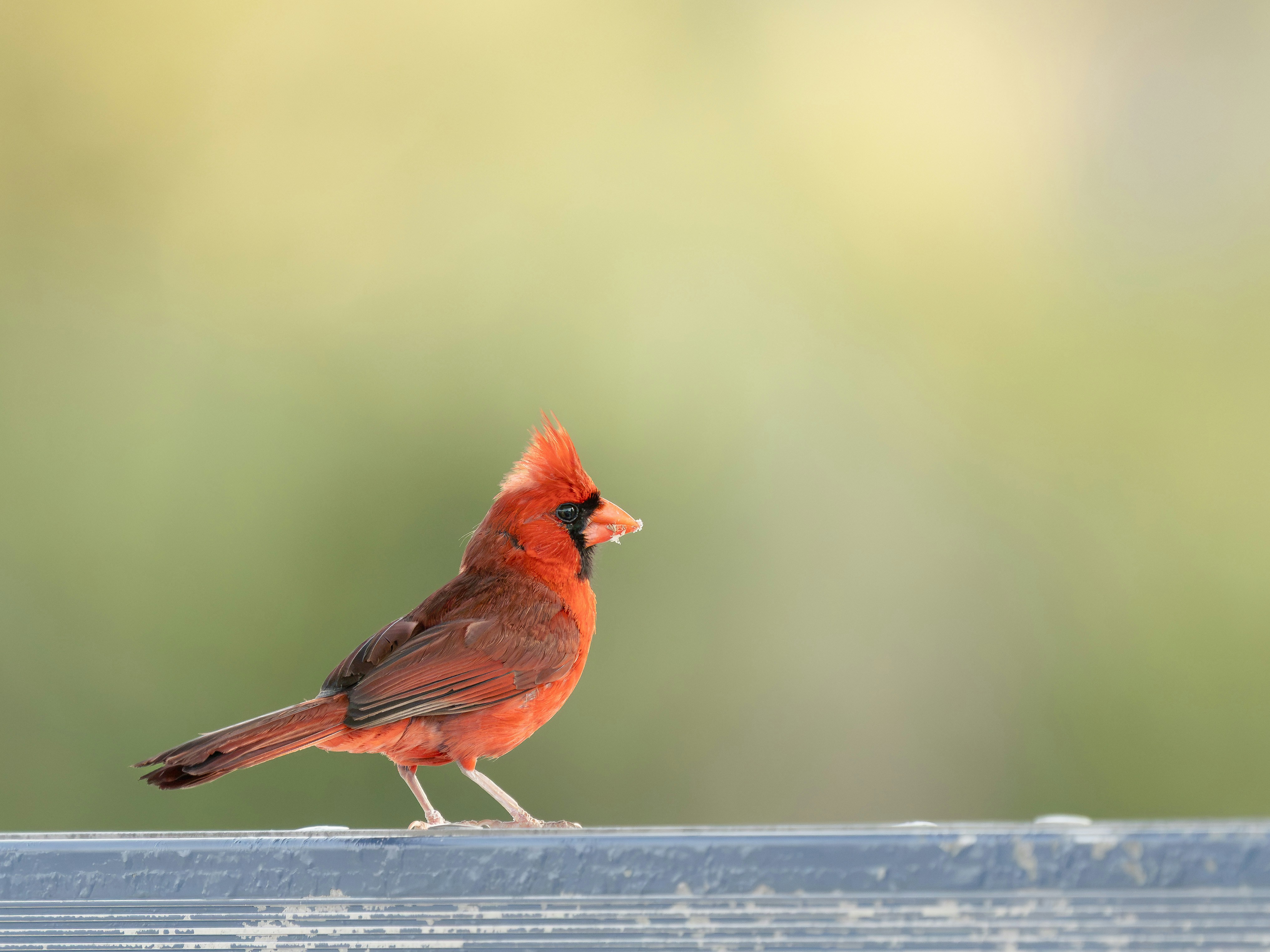 Scarlet Cardinal on a Weathered Rail
