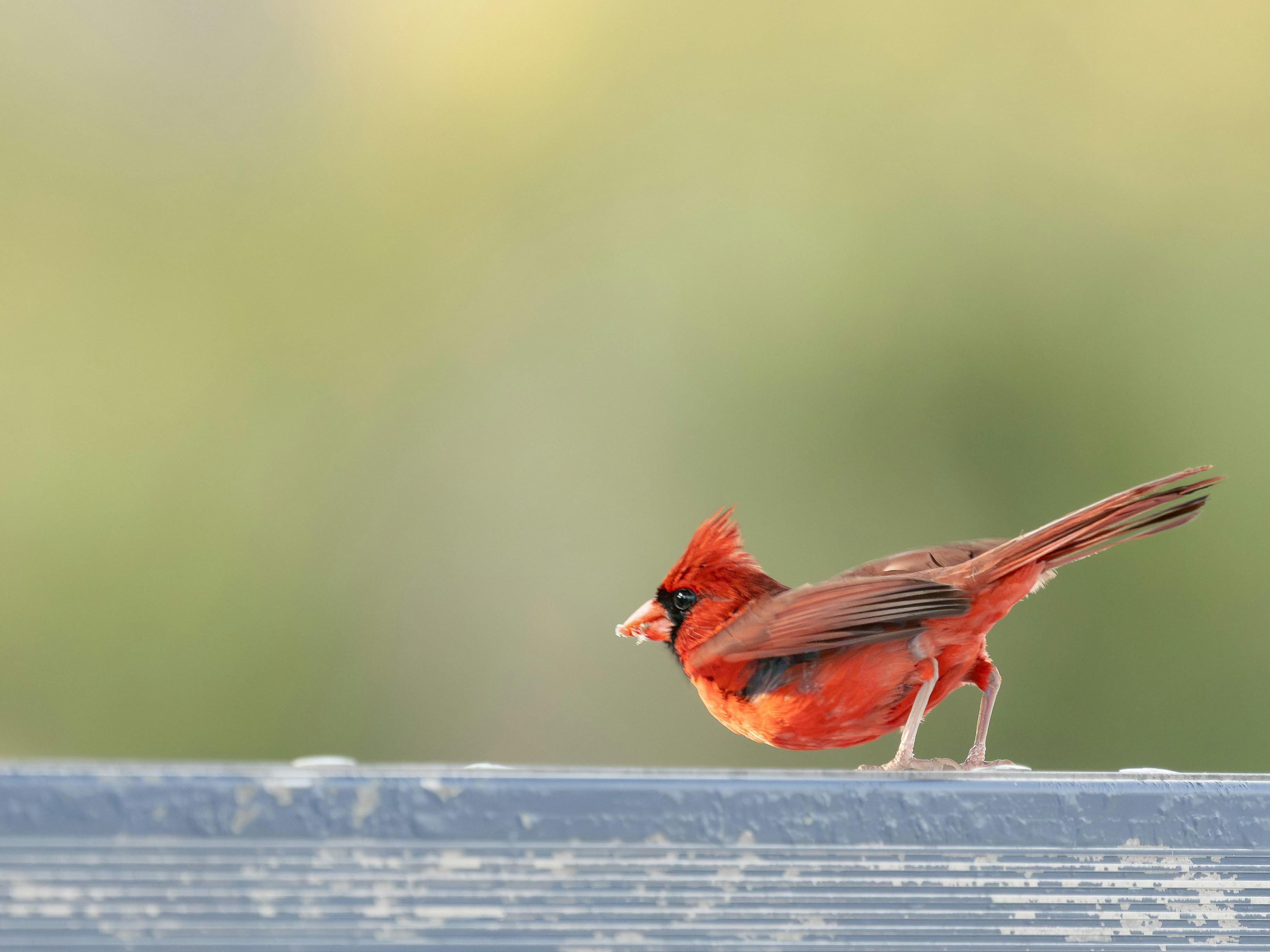 Cardinal on the Rails: A Sunrise Glimpse