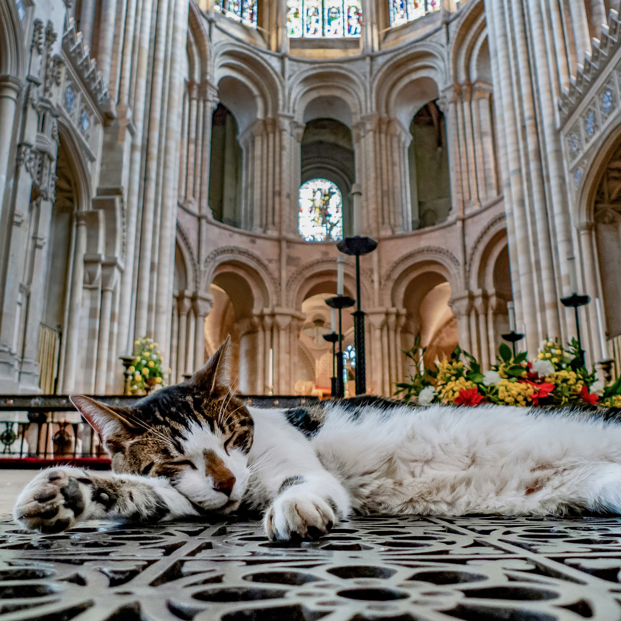 Cat at Rest in Sacred Light