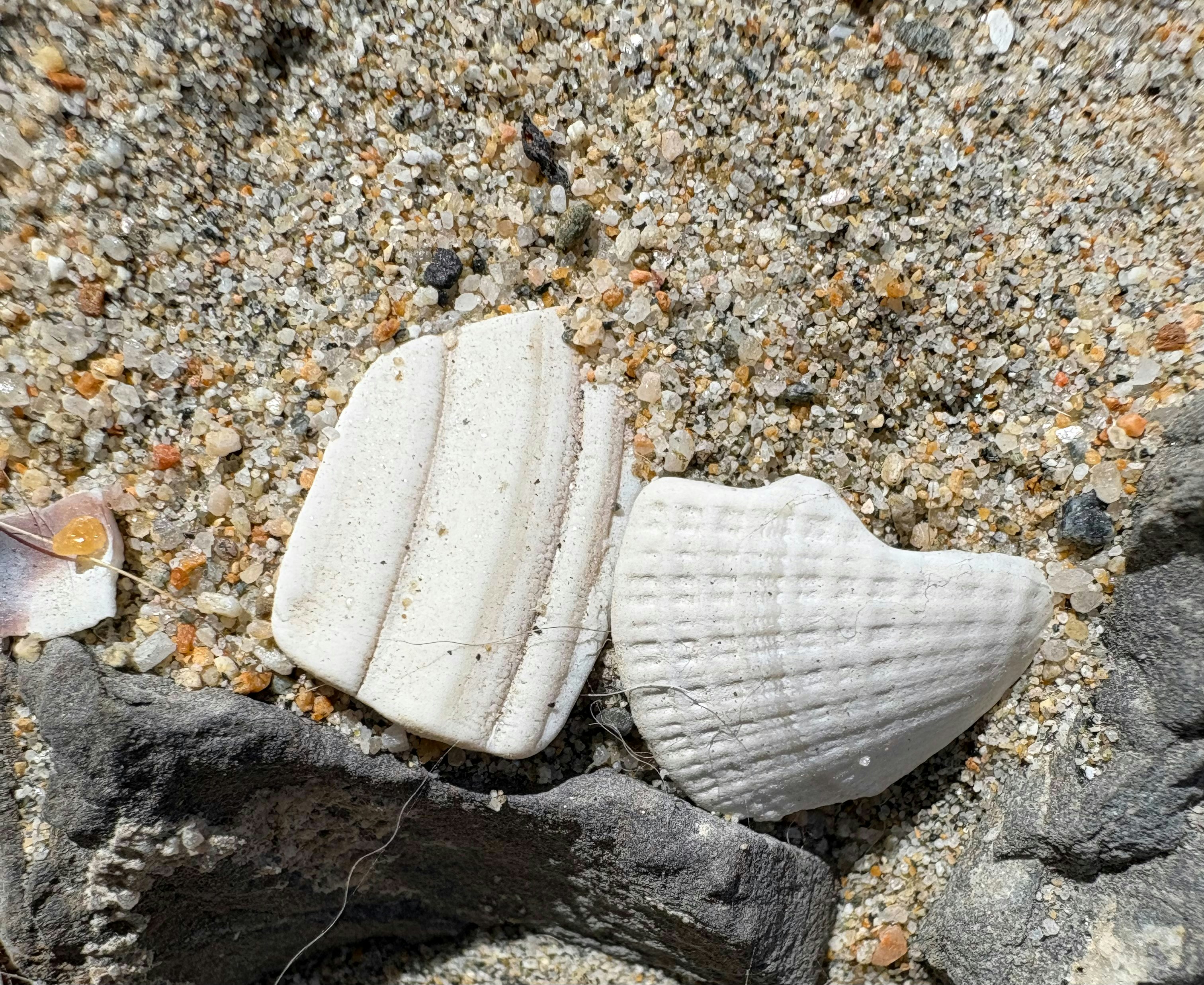 Two white seashells rest on sand and rocks.