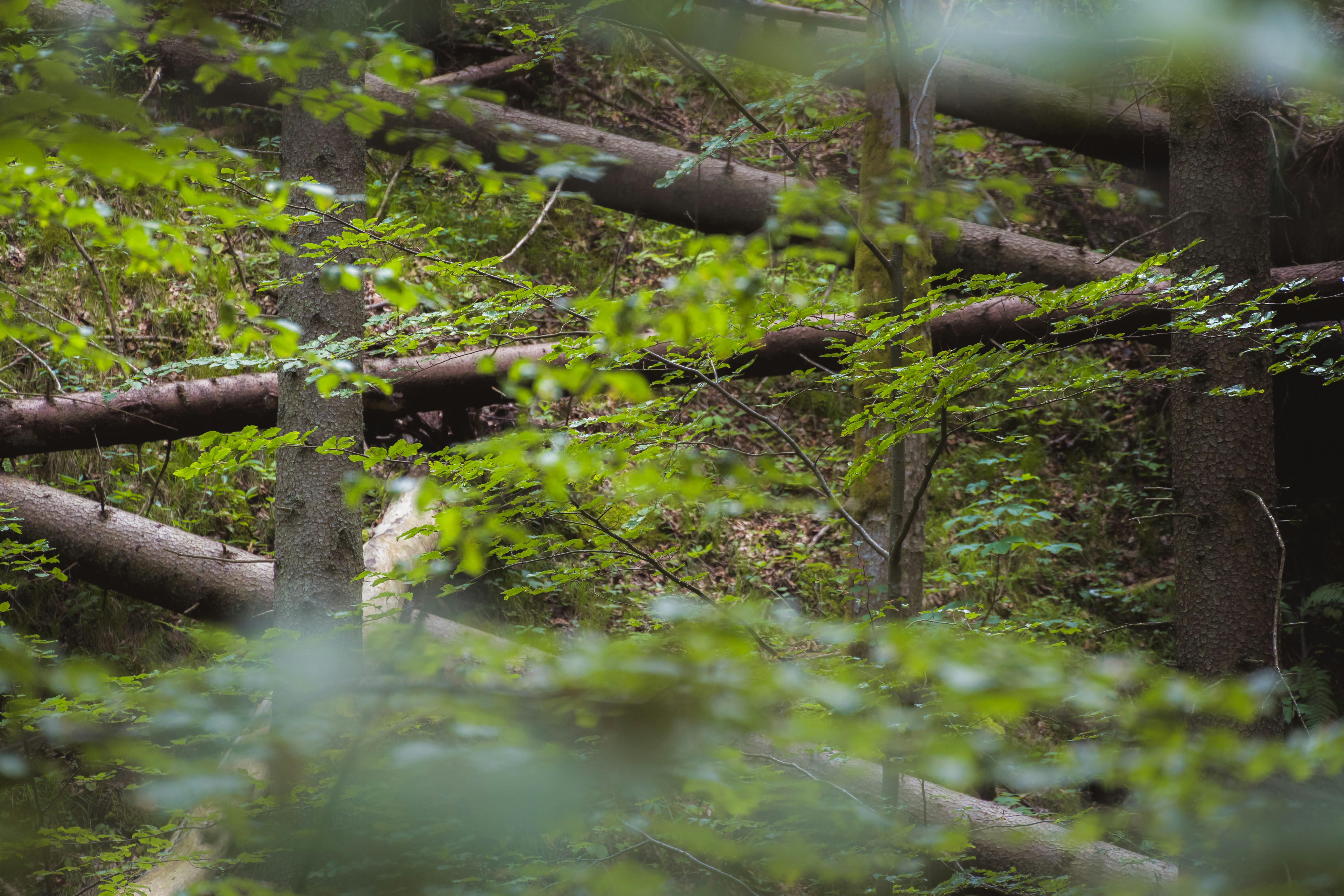 Sunlit Ferns and Fallen Logs in a Quiet Forest Corridor