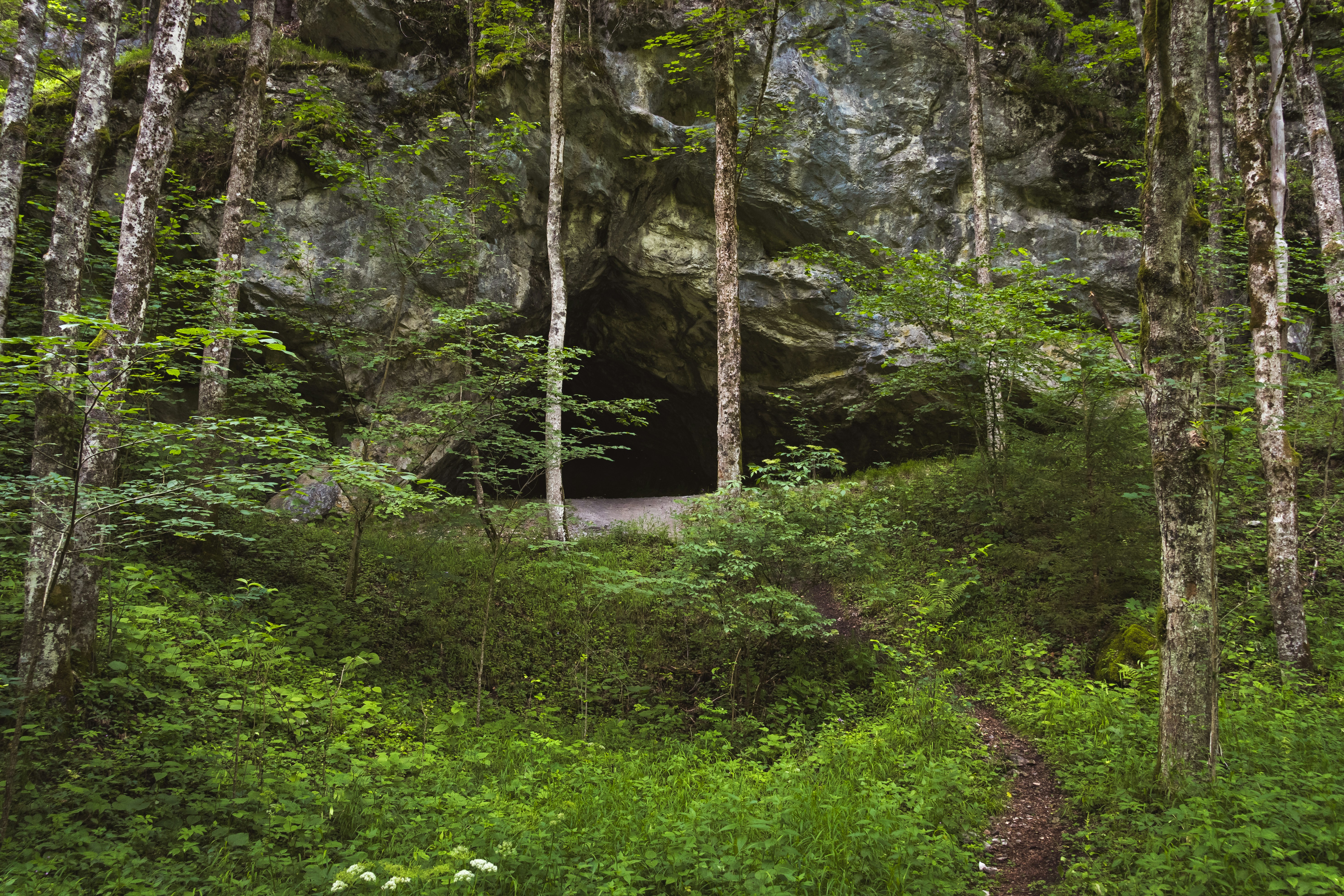Hidden Cave Gateway in Fern-Threaded Pines