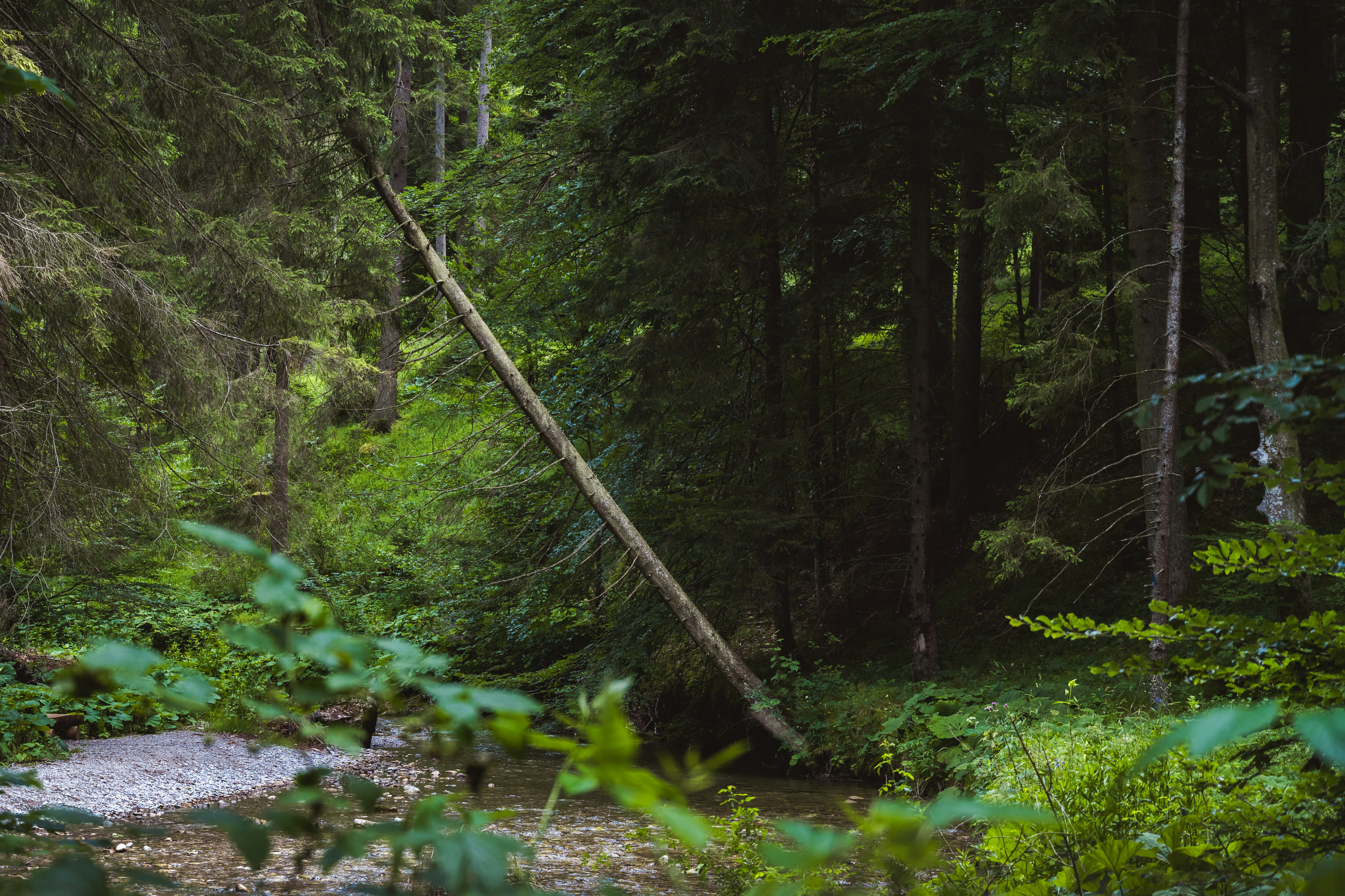 A Quiet Corridor: Sunlight Filtering Through a Mossy Forest