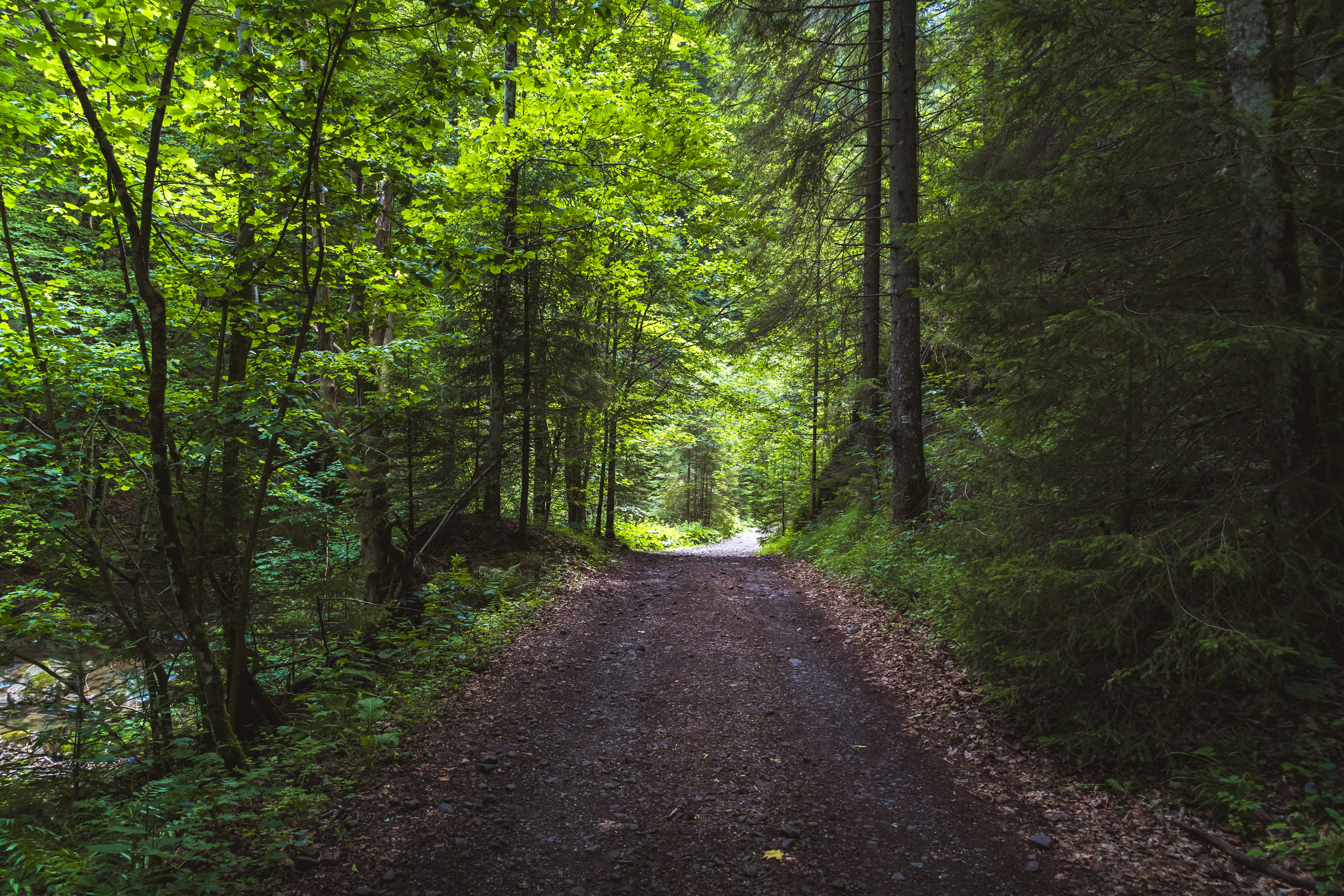 Forest Pathway Toward Light