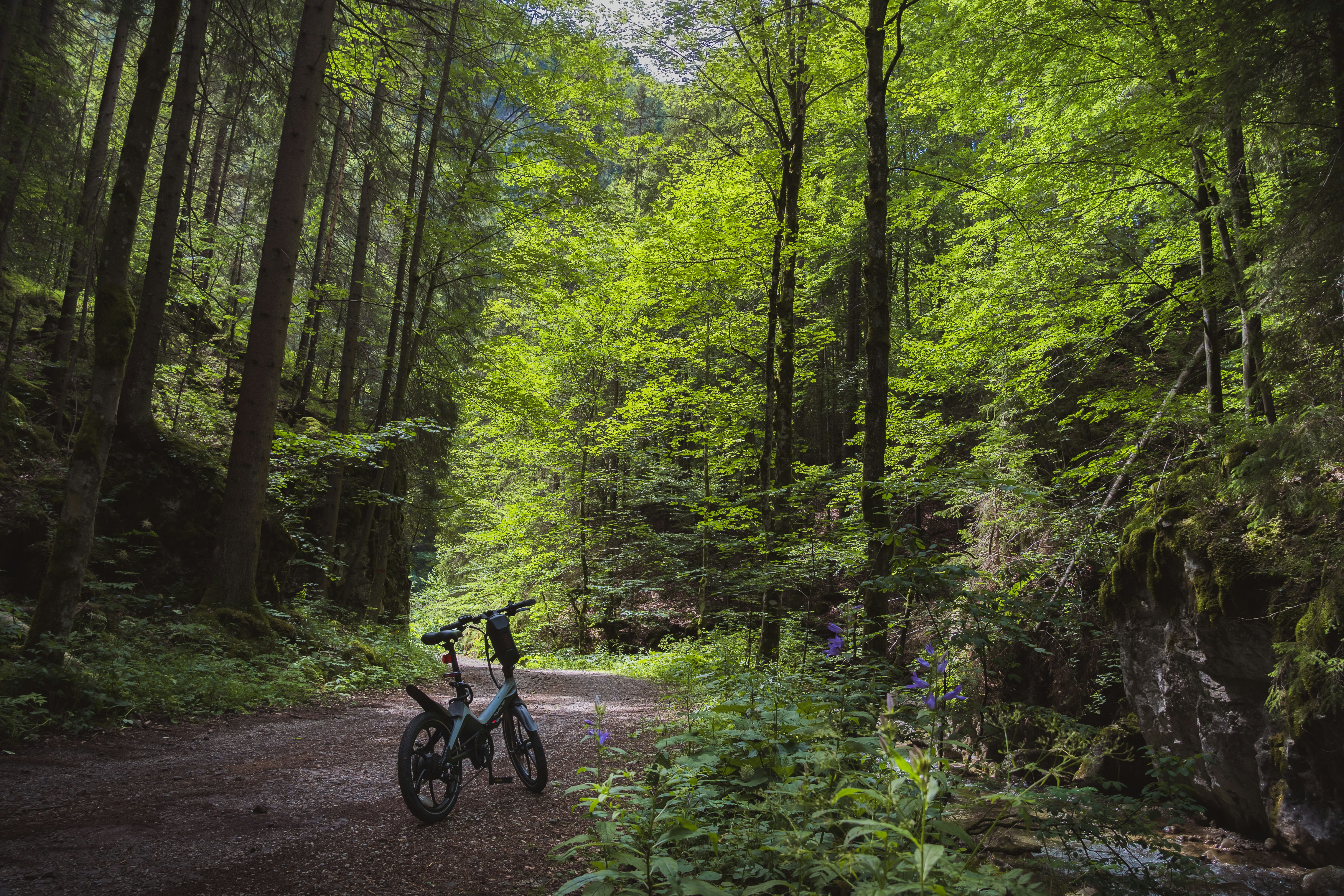 Forest Vespa: A Bicycle Rest beneath a Green Canopy