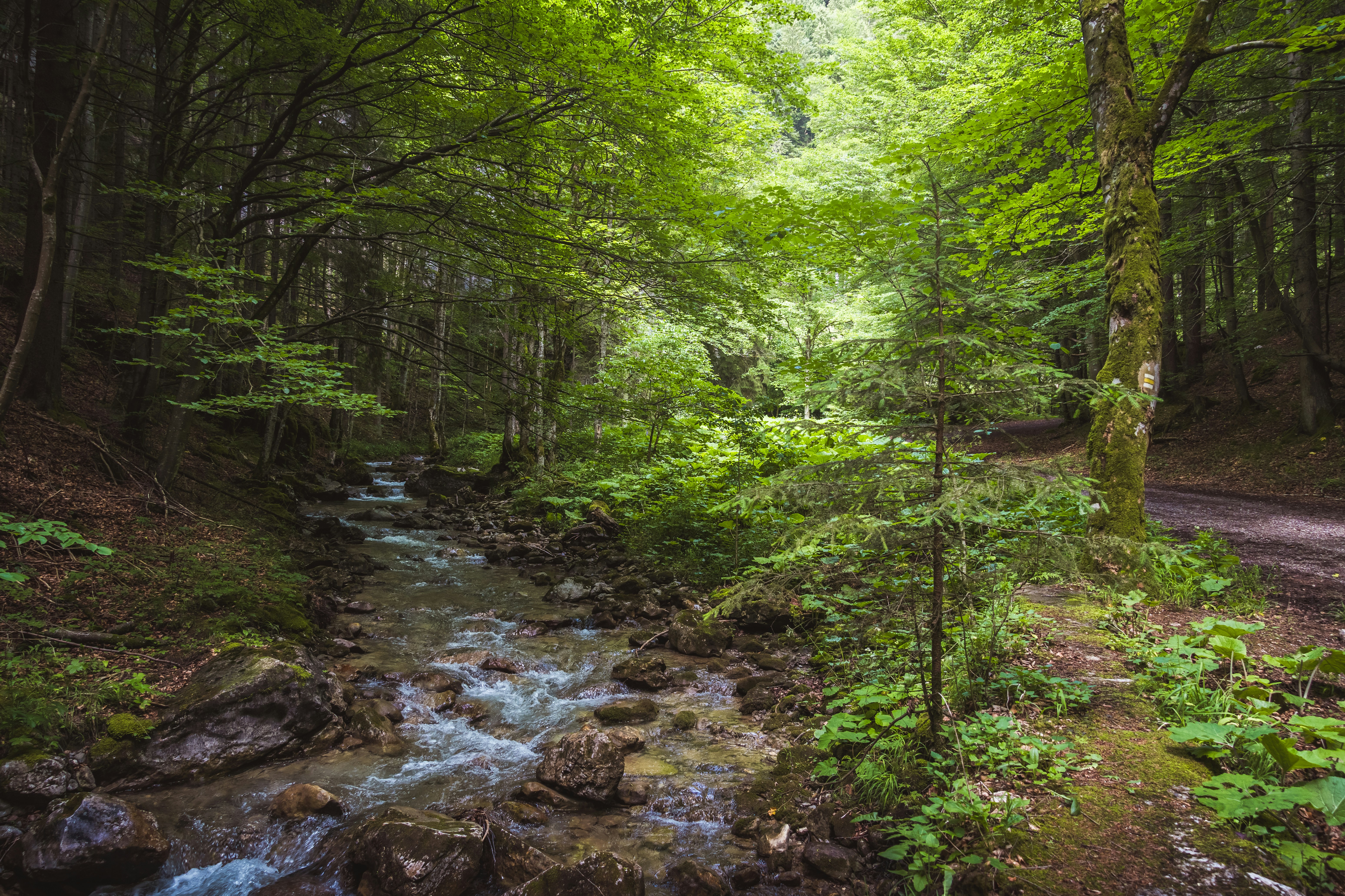 Forest Stream Meanders Toward the Clearing