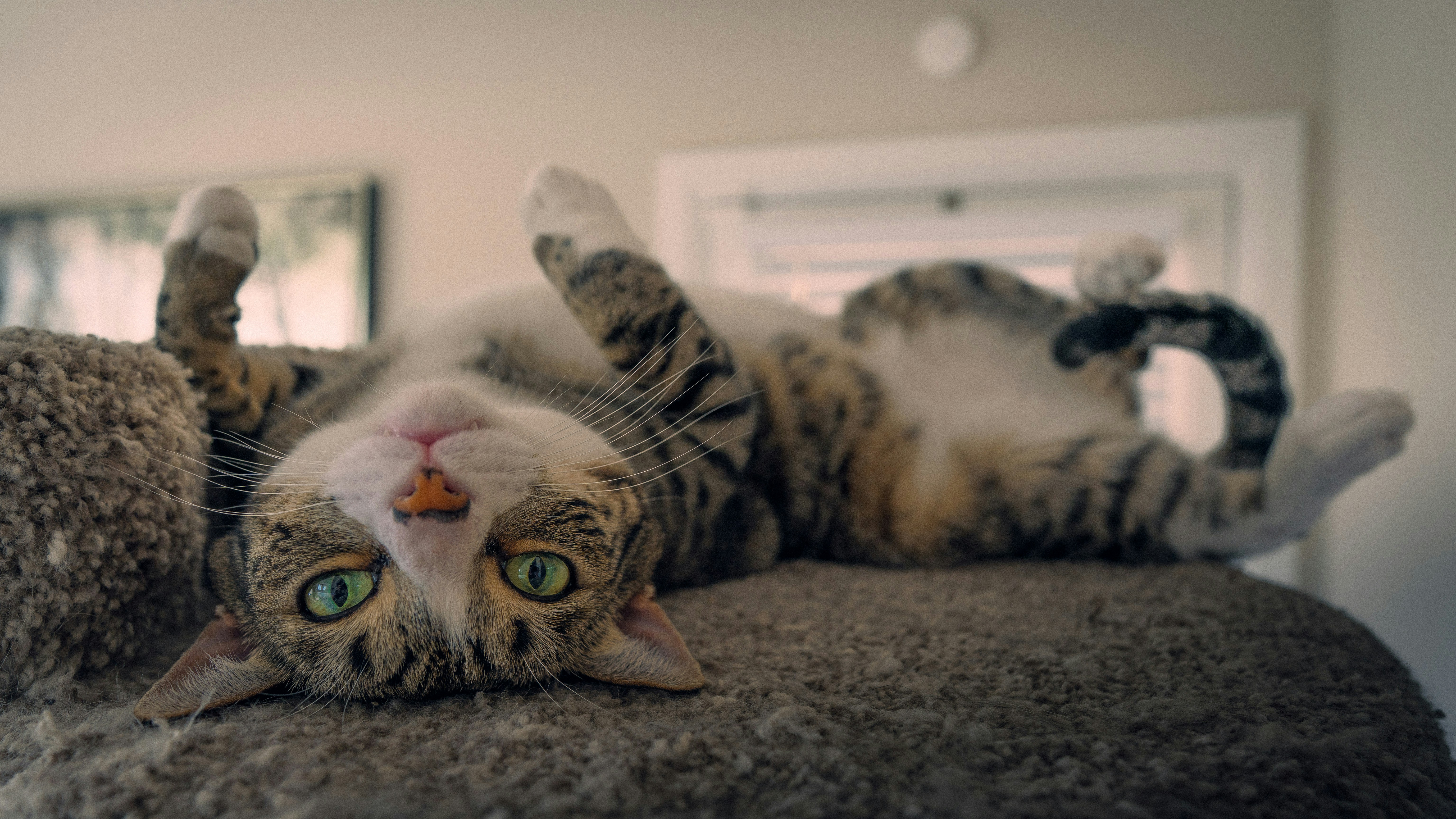 Upside-Down Whiskered Pause: A Cozy Cat Grasping the World