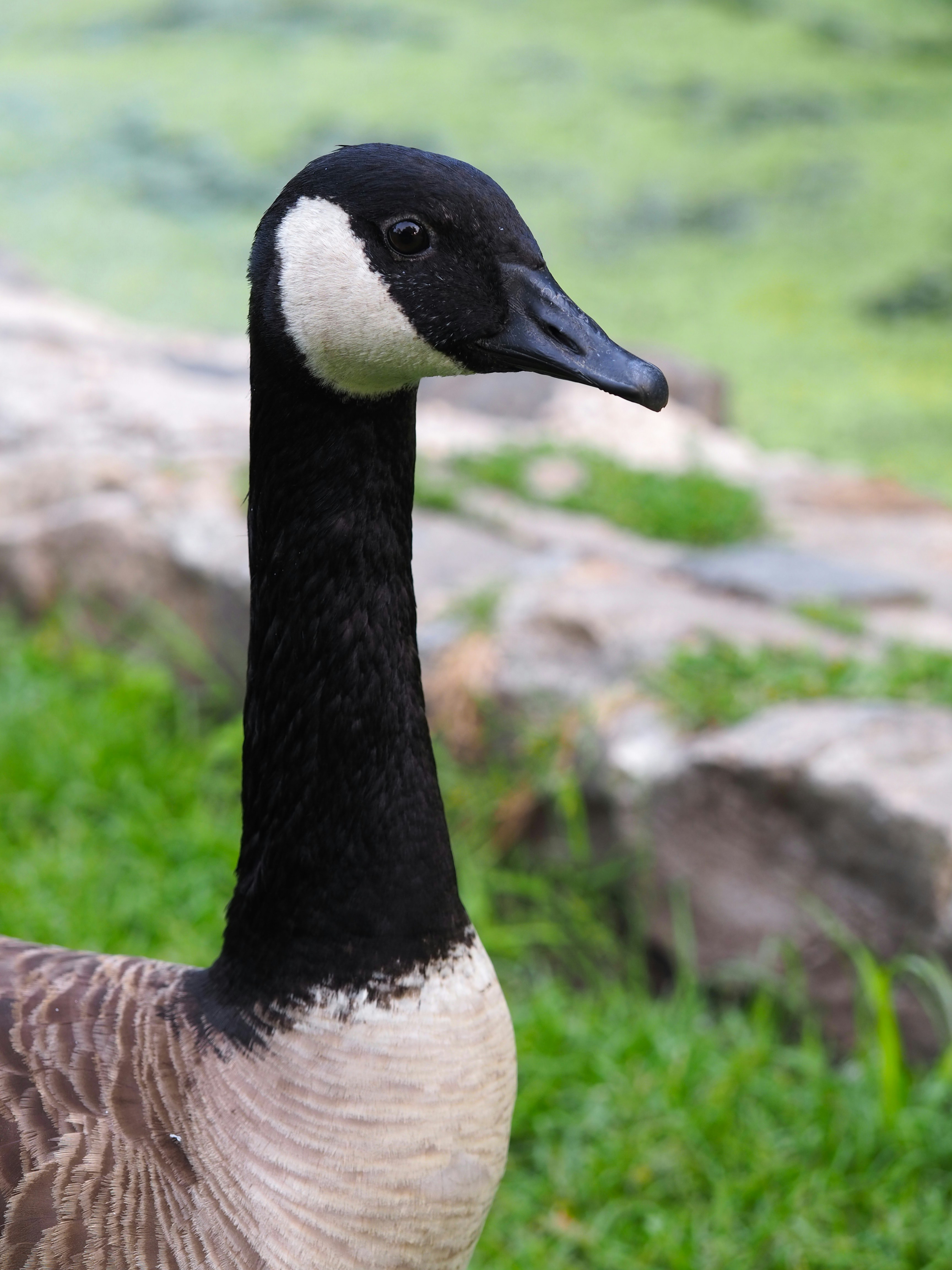 Sentry on a Quiet Bank: Black Necked Goose in Focus