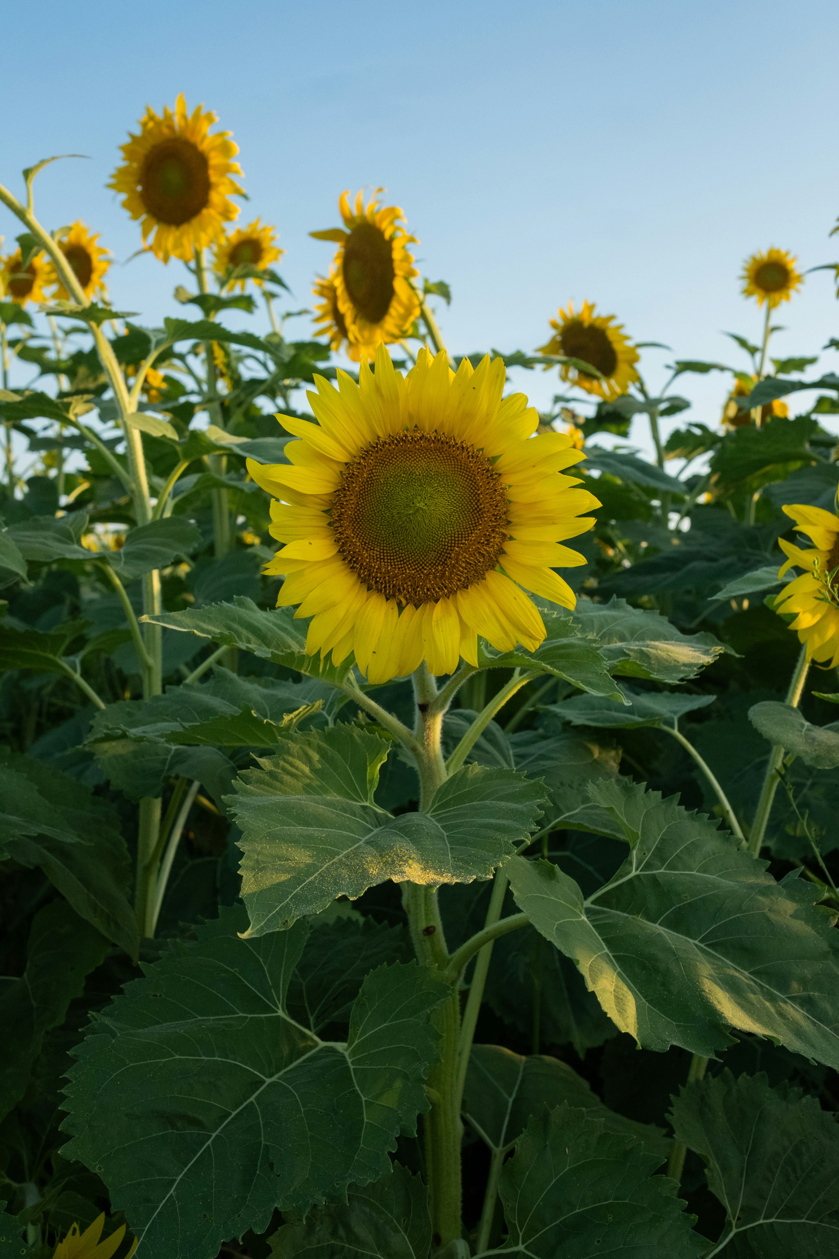 Center Sunflower Crown: A Field of Golden Heads Under a Clear Sky