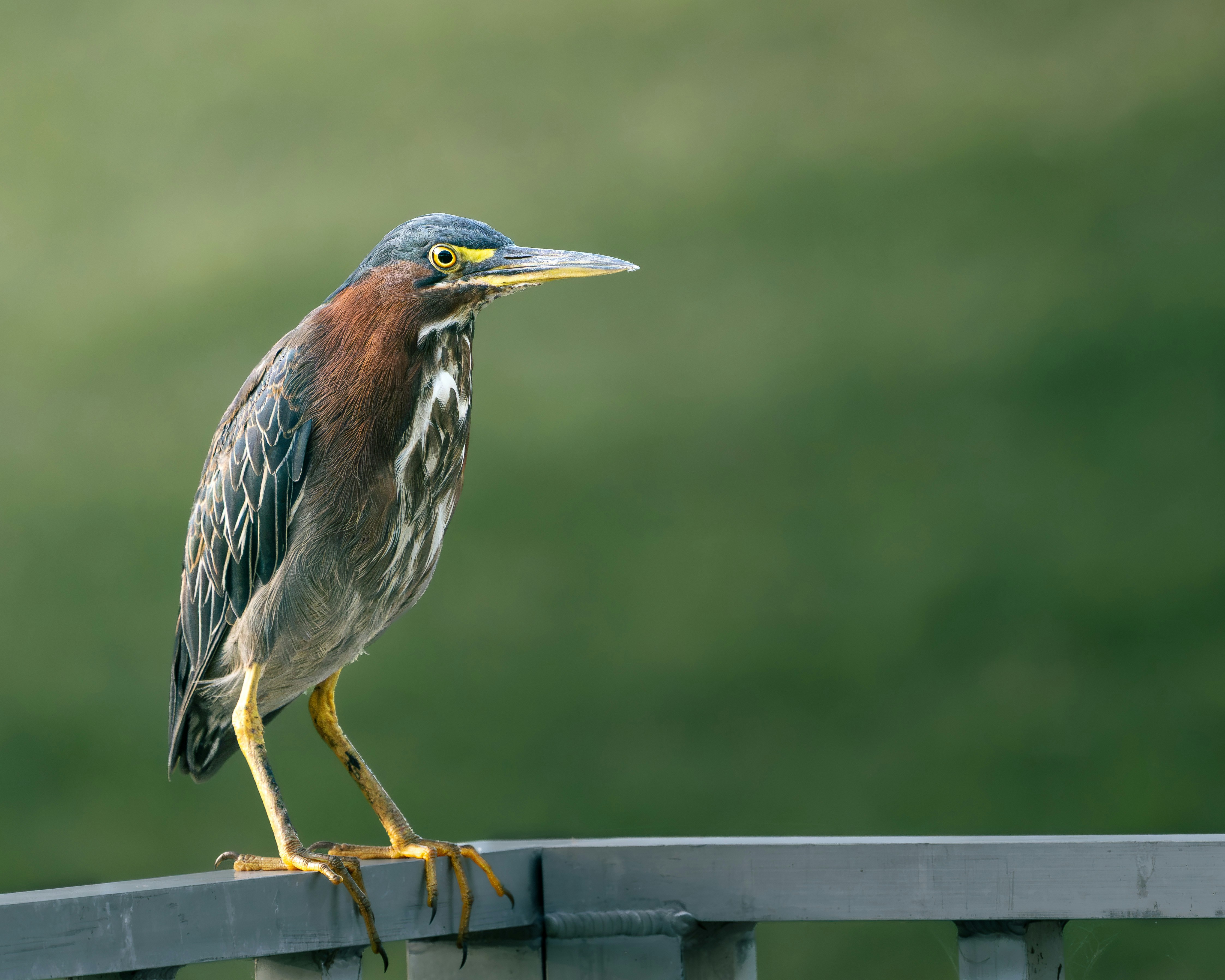 Sentry on a railing: a juvenile green heron profiles along a fence