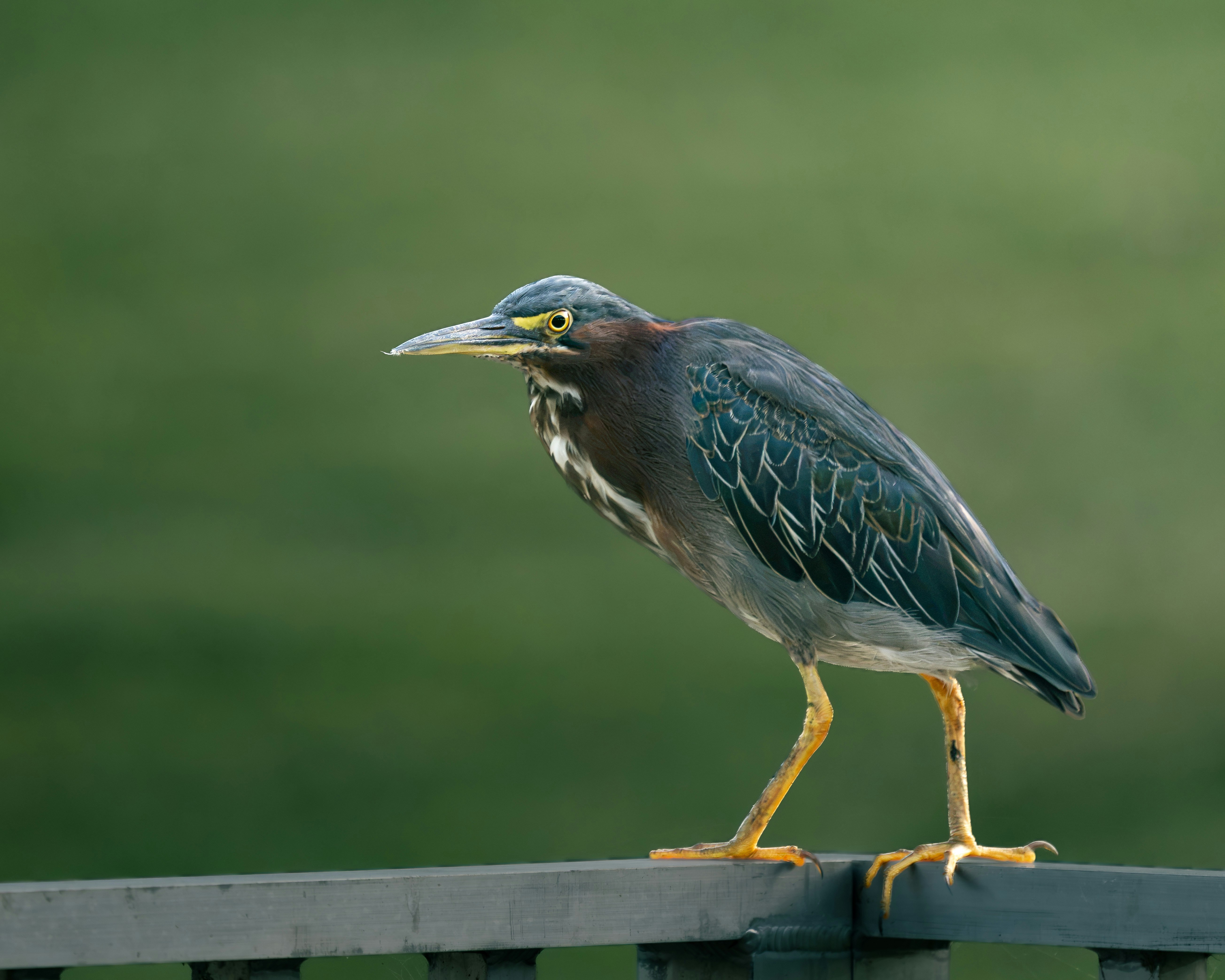 Amber-legged Heron on a Weathered Rail