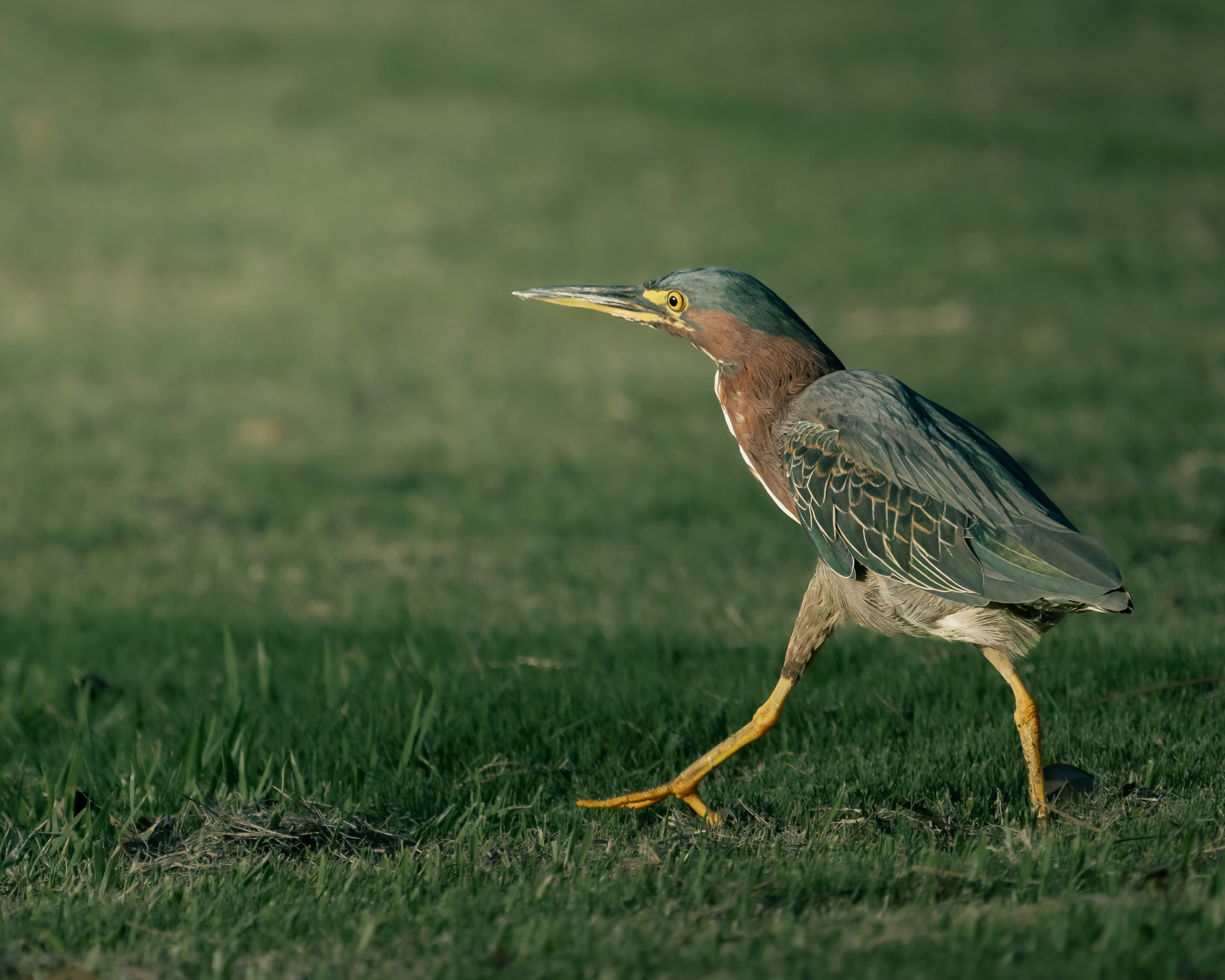 Heron in Profile: Stride Across the Grass