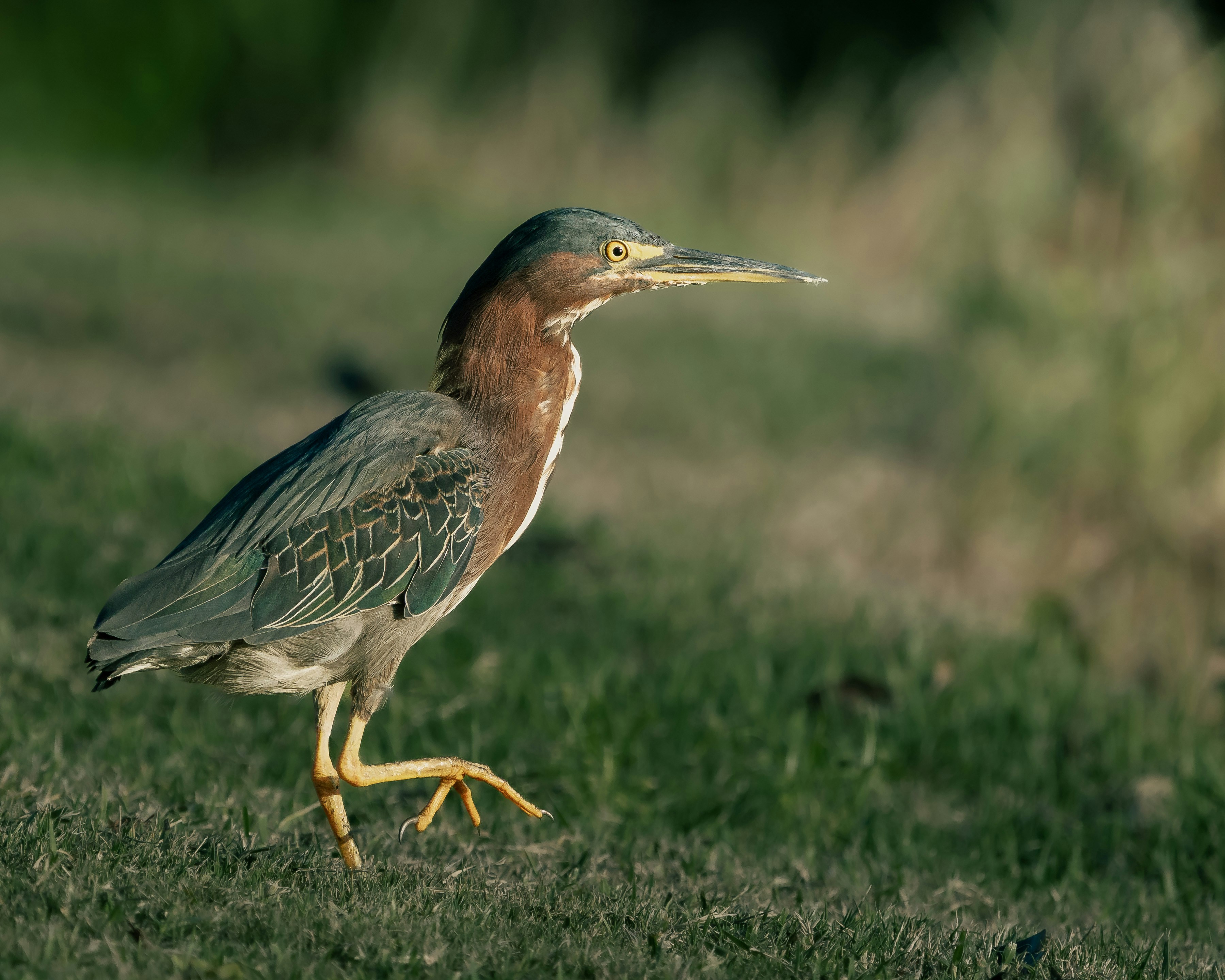Heron on the Meadow: A Lone Stalker in Warm Light