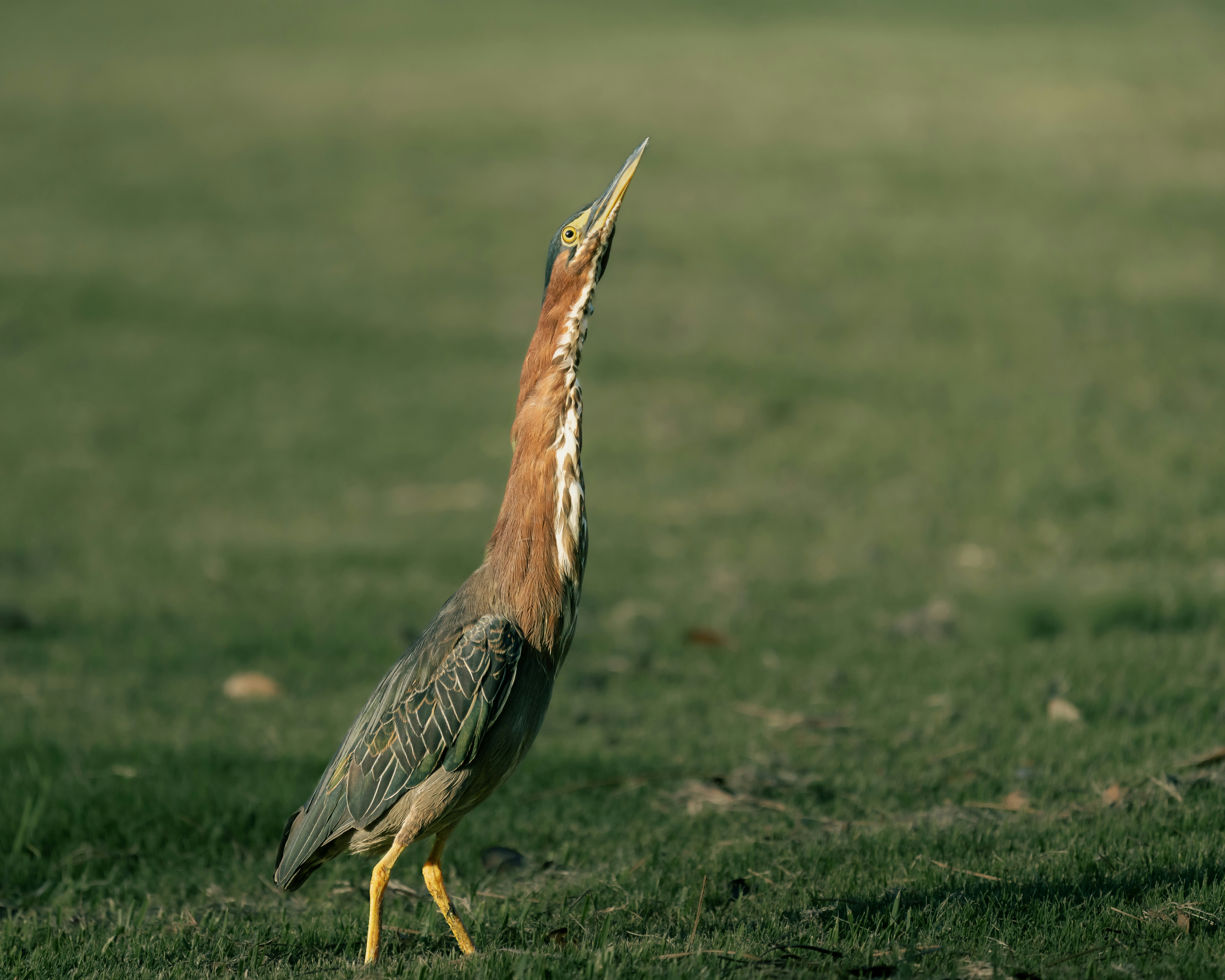 Crowned in Stance: A Green Heron Reaches Skyward
