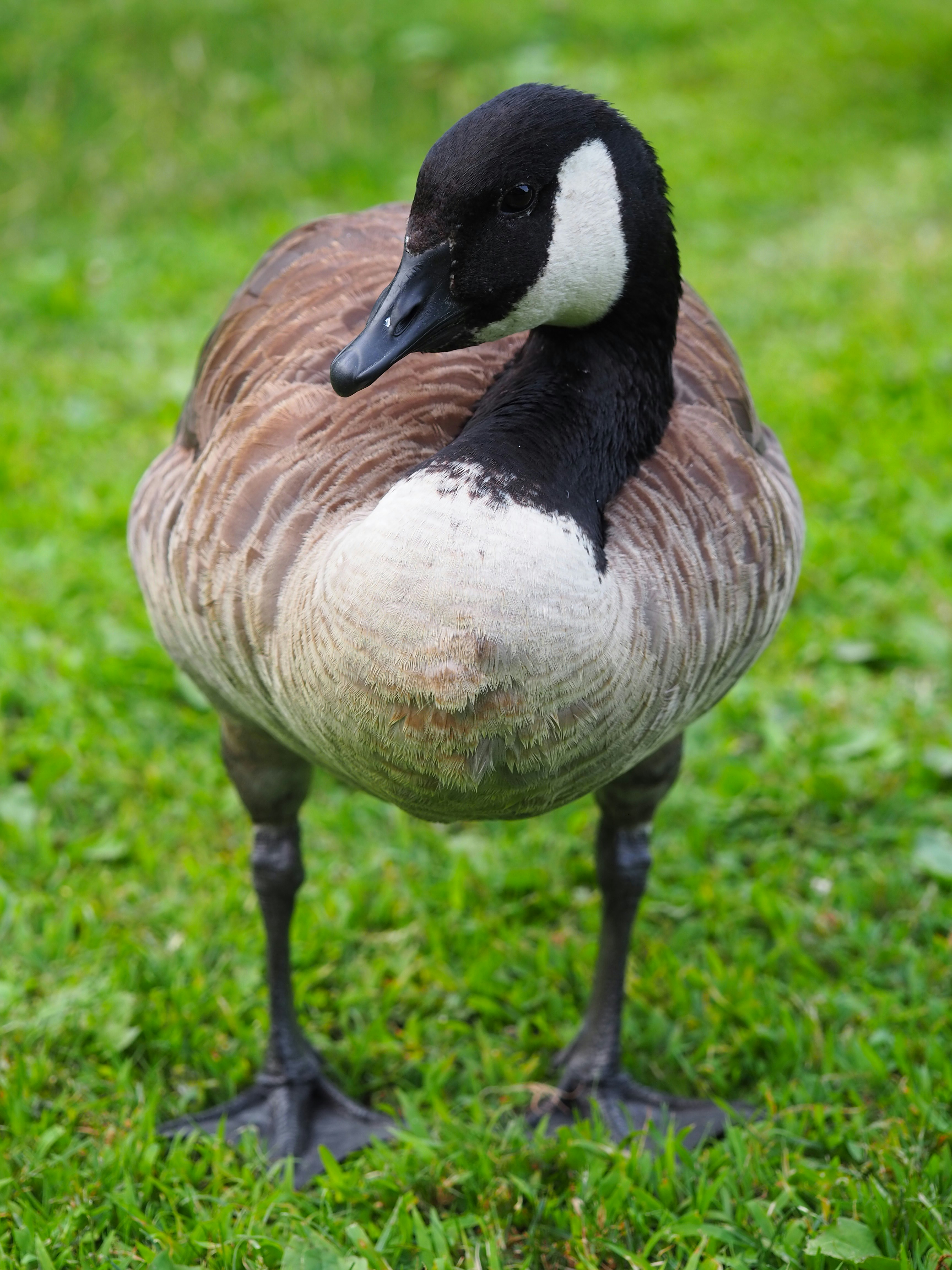 Close-Up of a Black-Headed Canada Goose Strolling on Green Grass