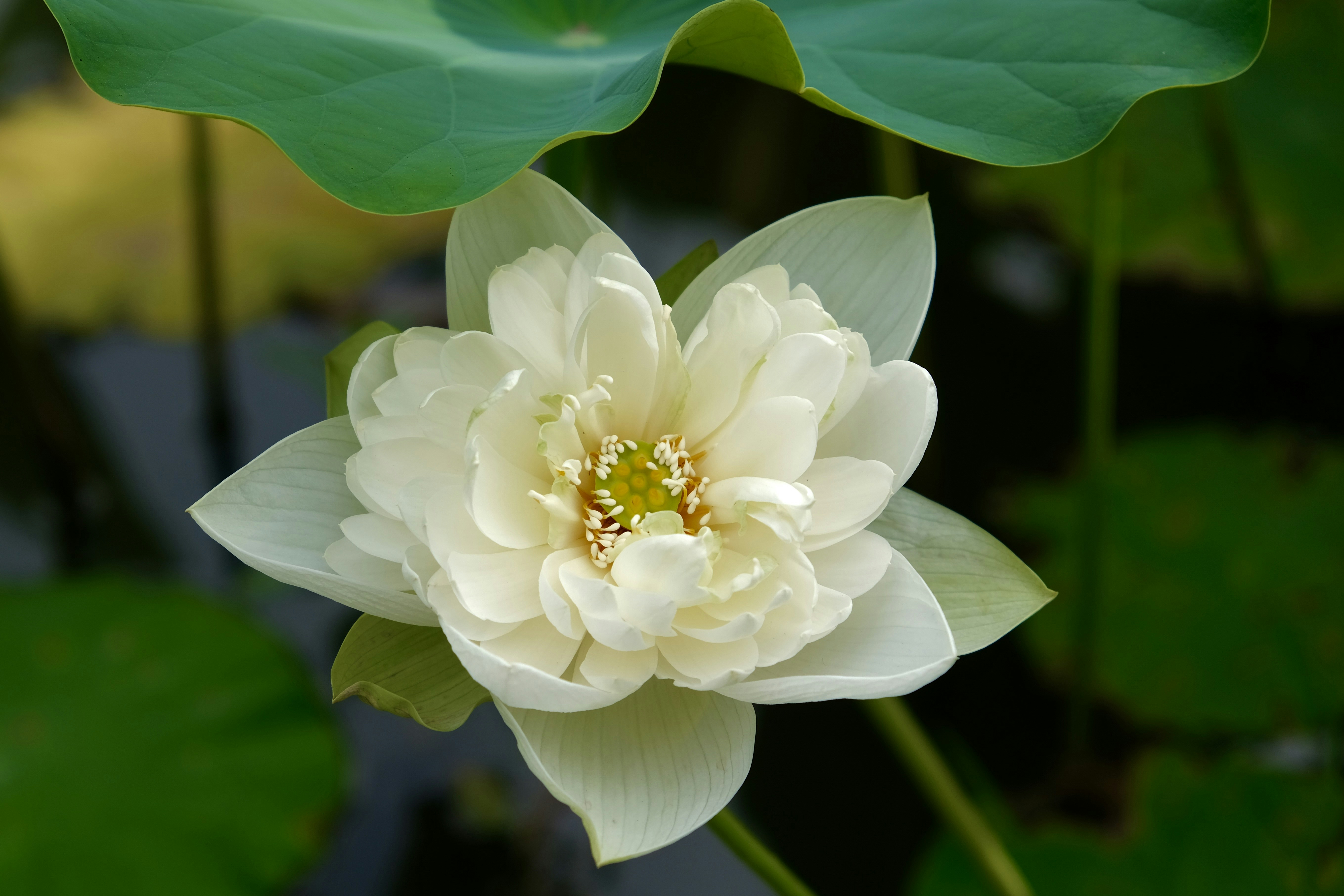 A lotus flower in full bloom at the Kenilworth Aquatic Gardens in Washington, D.C., July 2026.