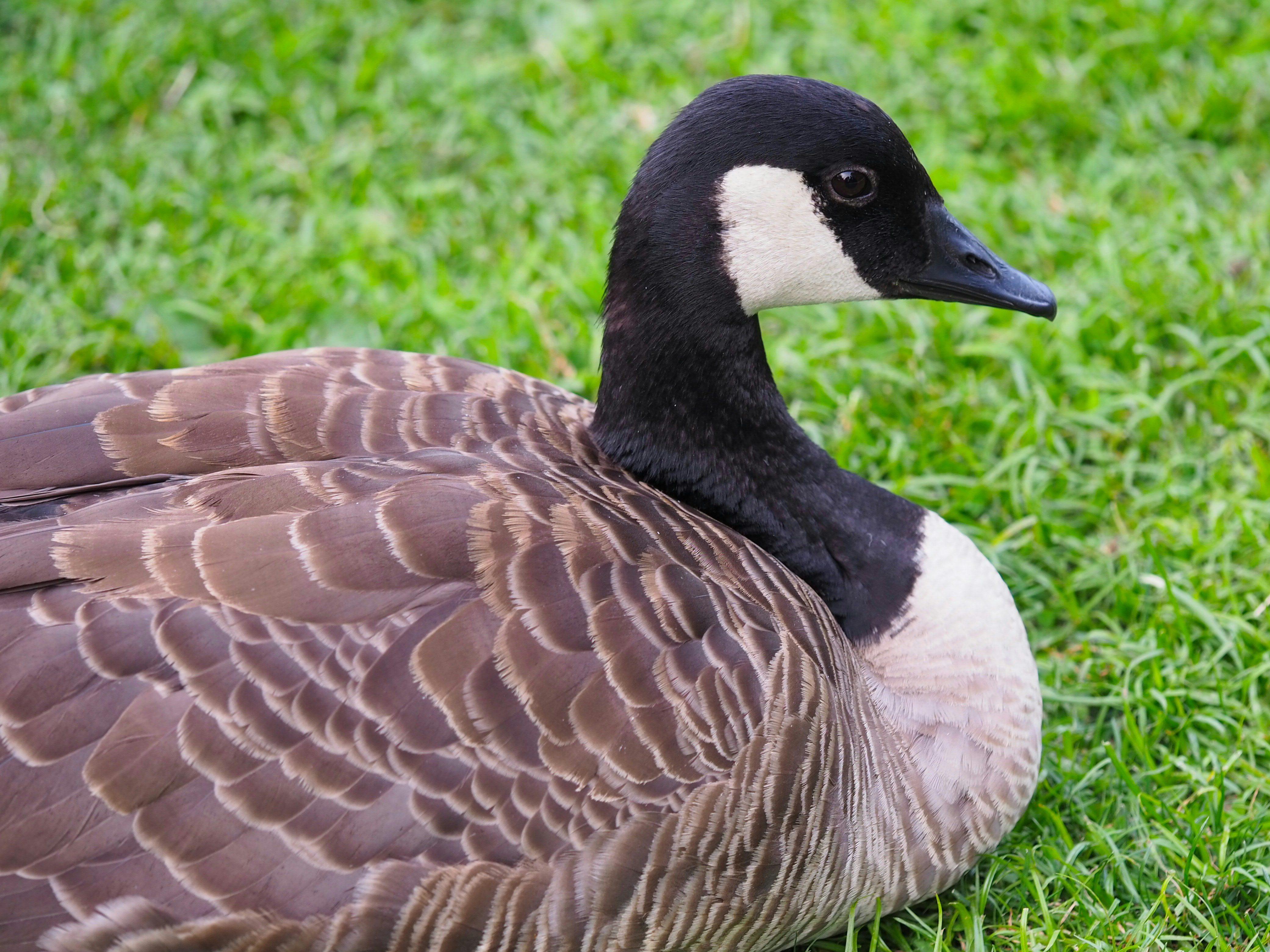 Curved Neck in Green: A Goose in Grass