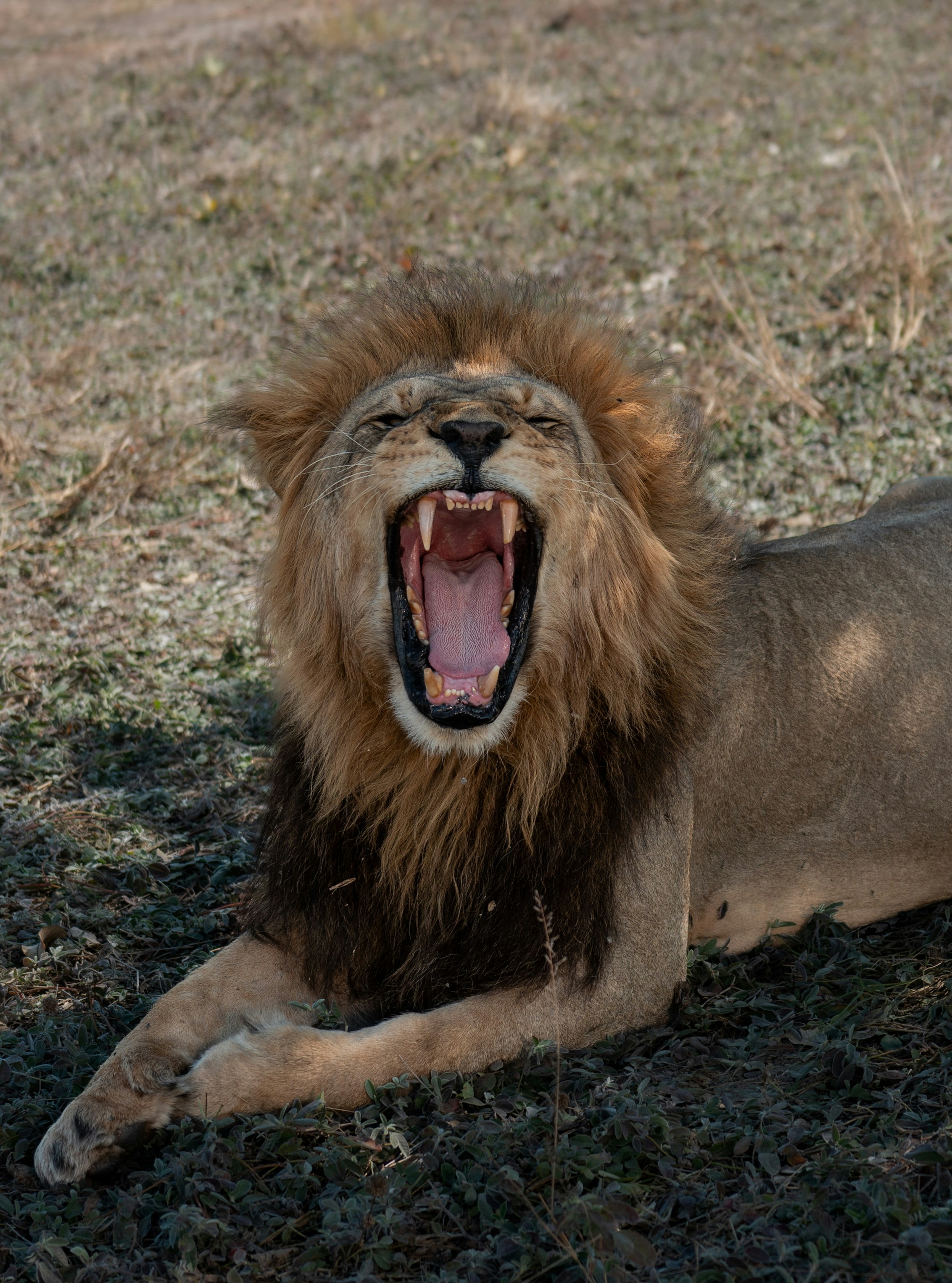 Roaring Glory: A Majestic Predator in Full Frontal Vigor