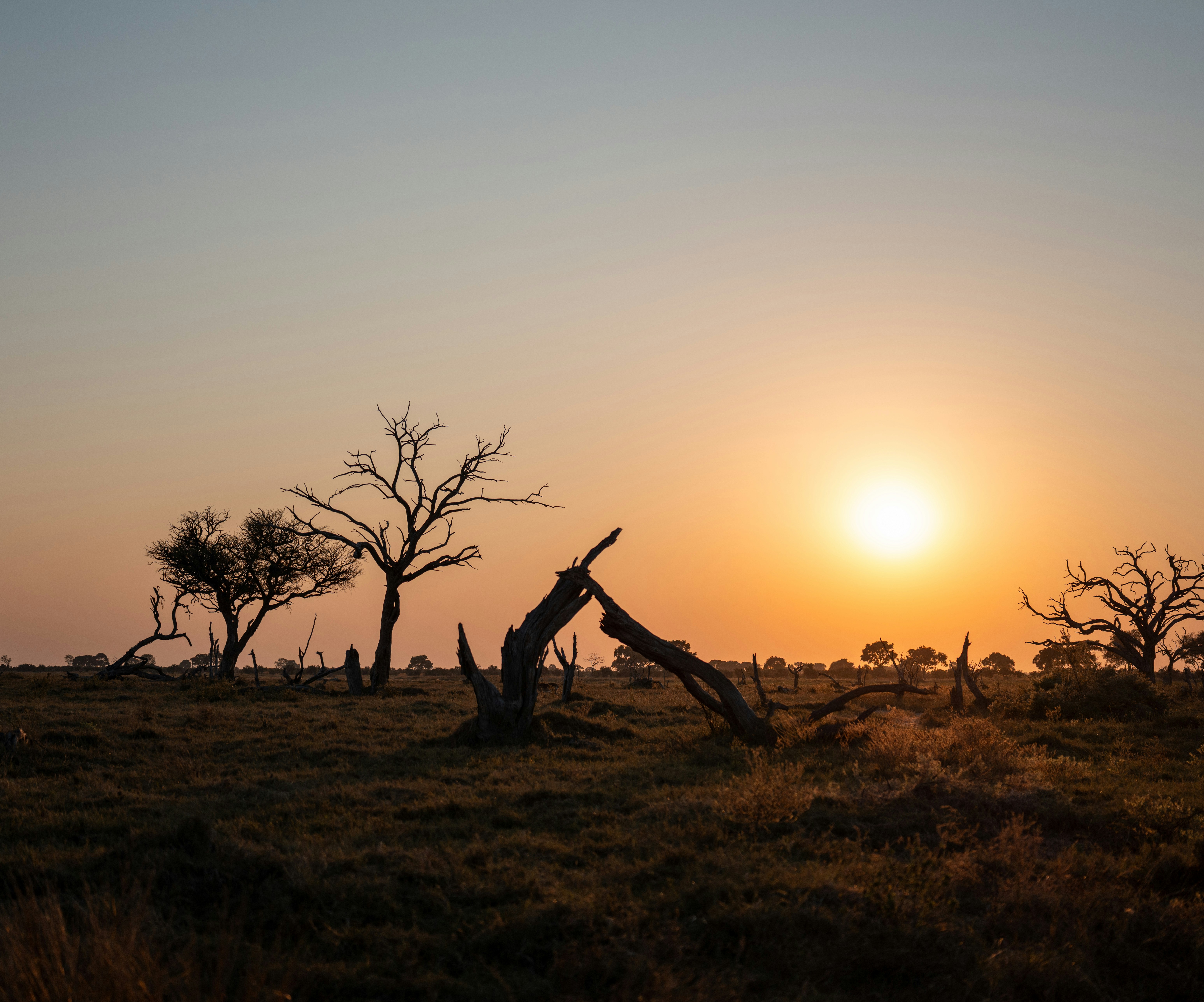 Desert Souls: Sunlit Skeletons at Dusk