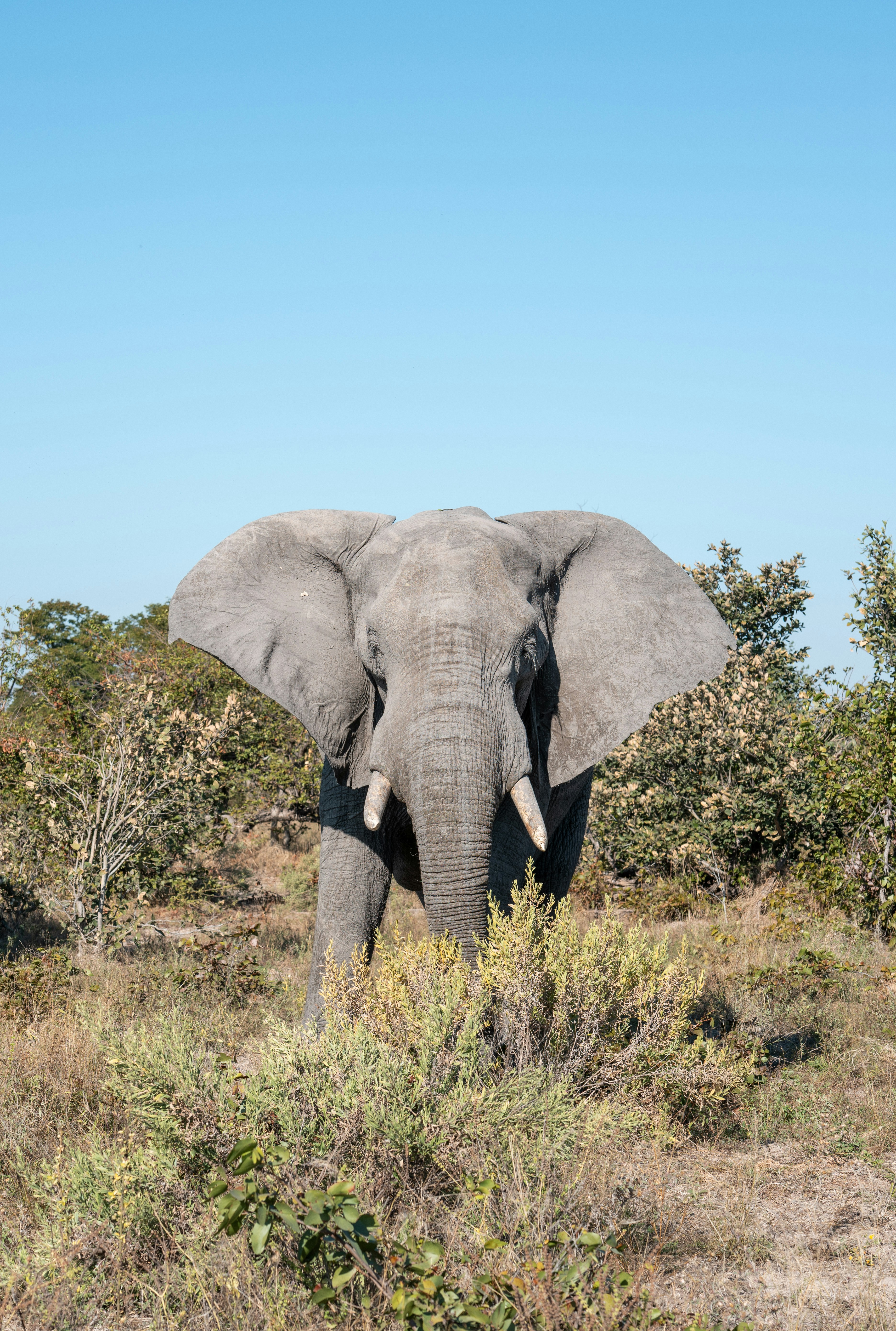 Majestic Eyelid: An Elephant Emerges Under Open Skies