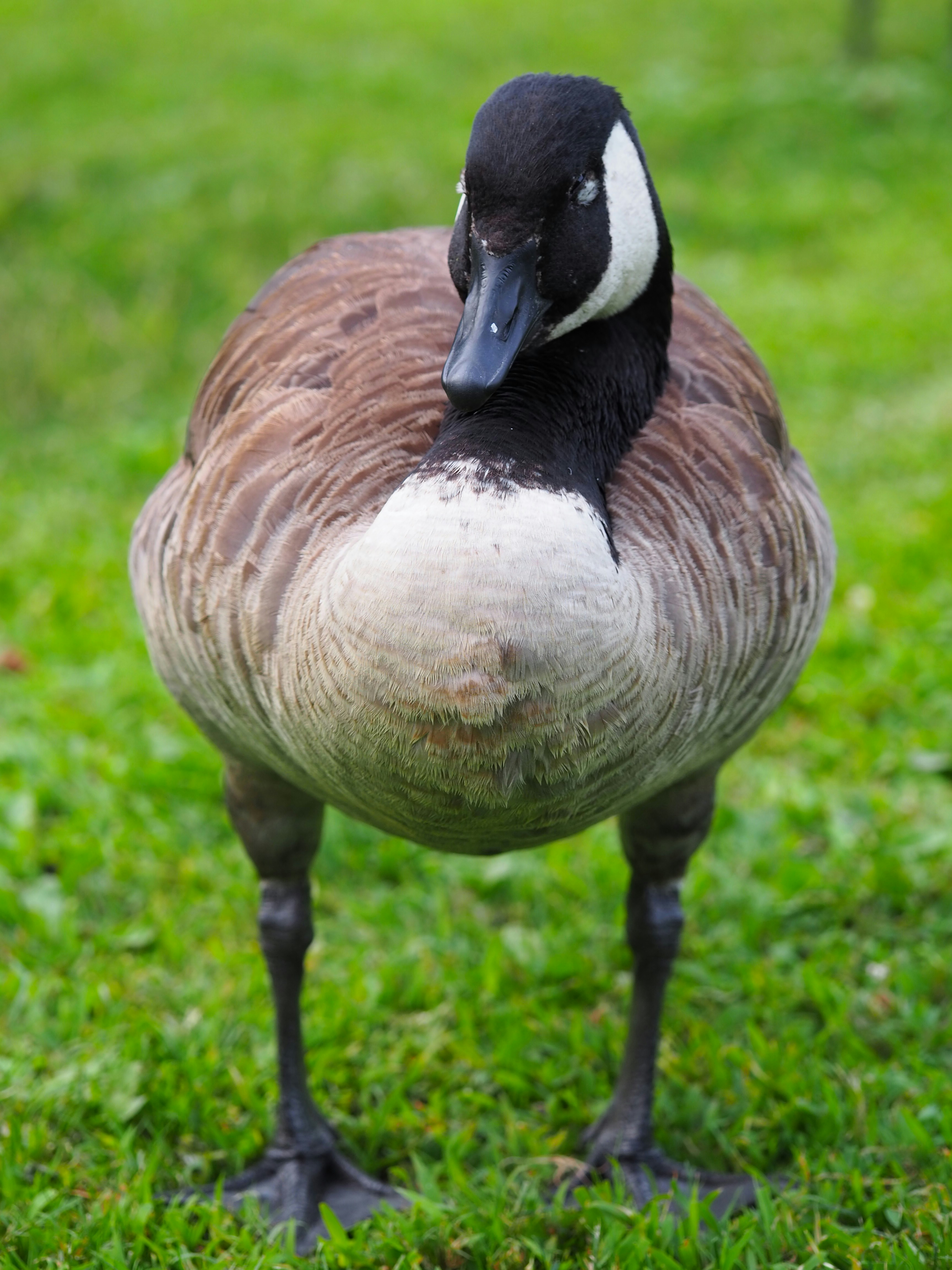 Close-up portrait of a Canada Goose that trusted me to get closer.