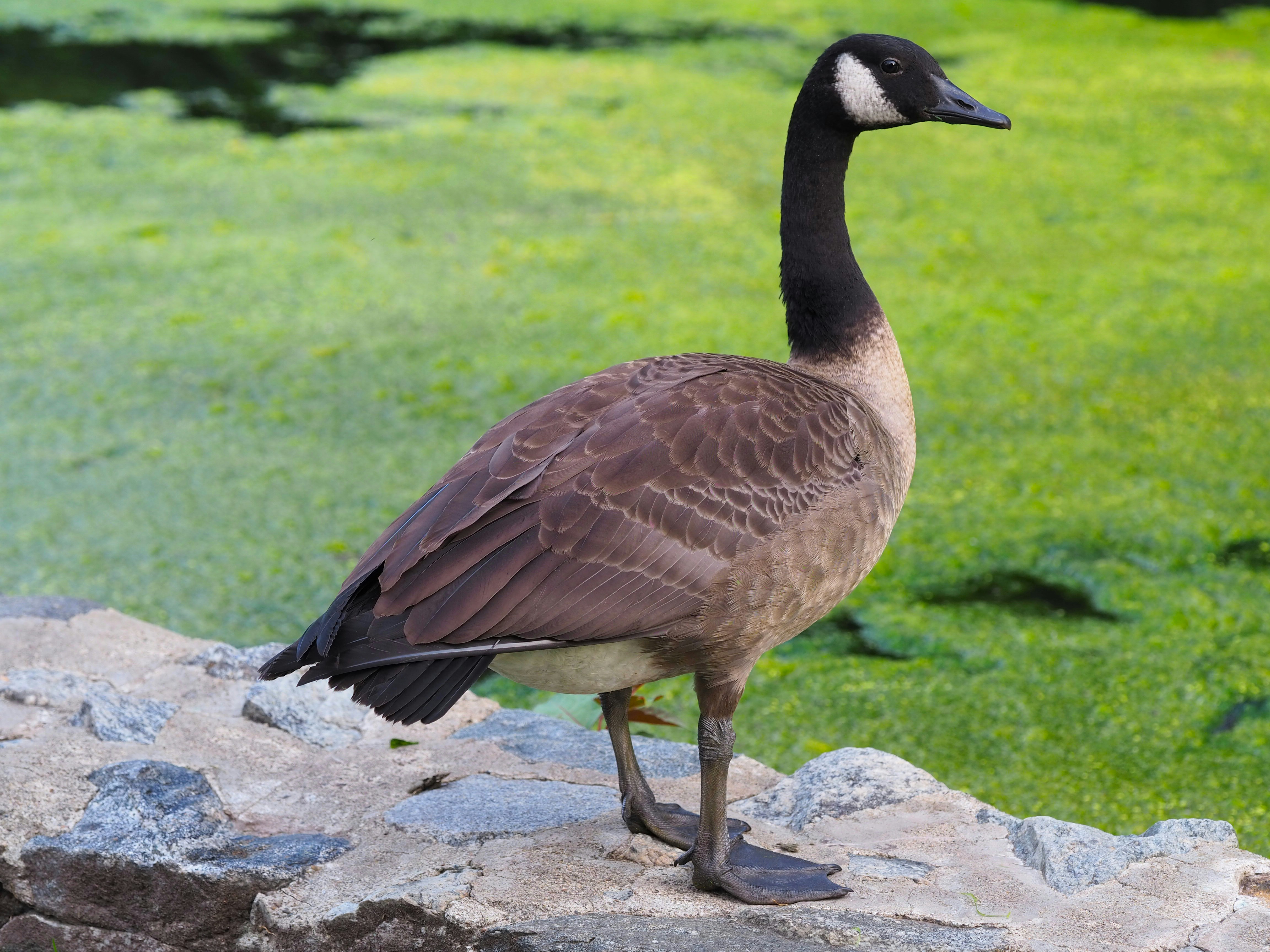 Graceful on the Ridge: A Canada Goose Perched by Awakening Green