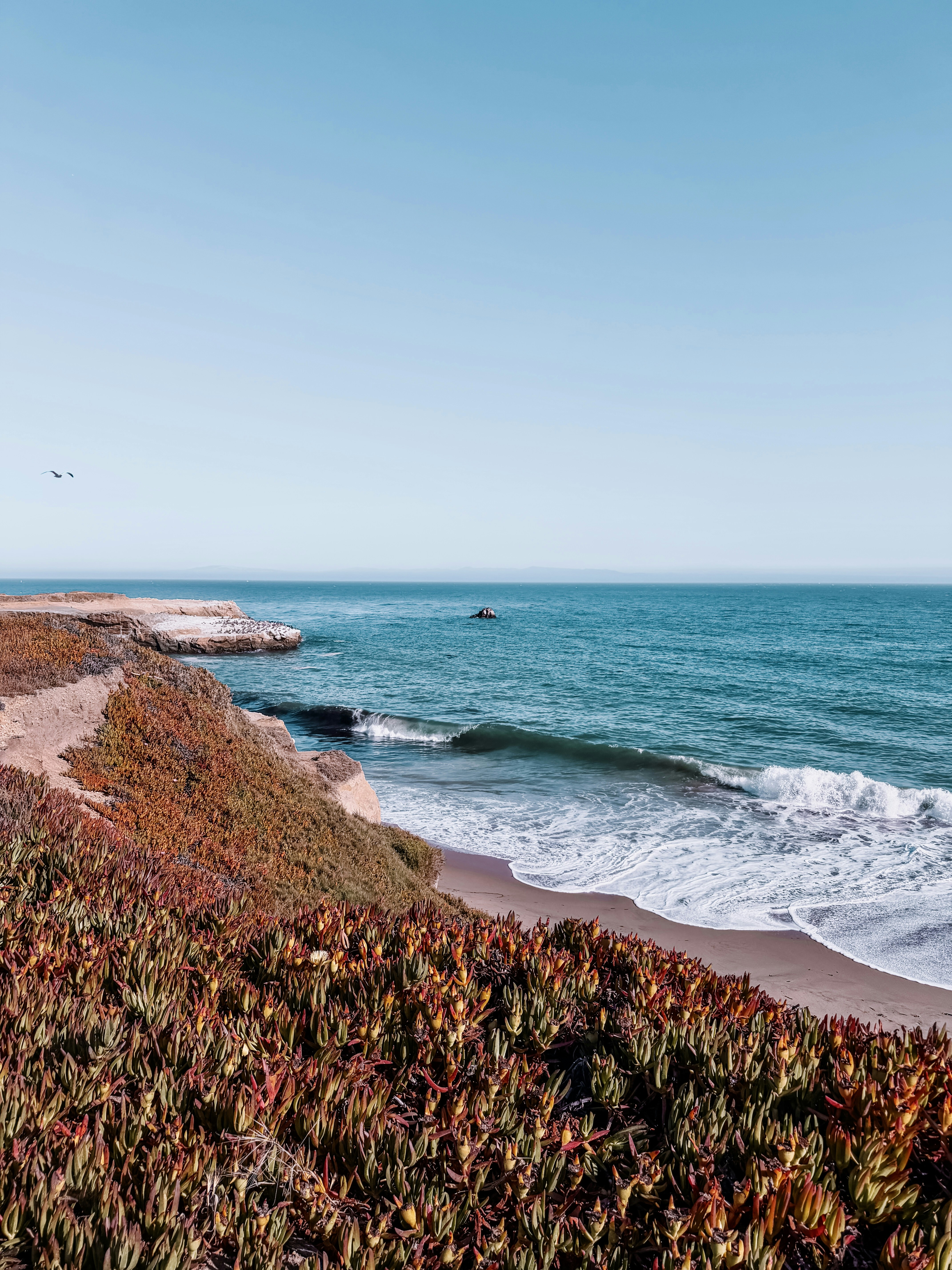 Coastal Verge: Wildground Meeting the Sea