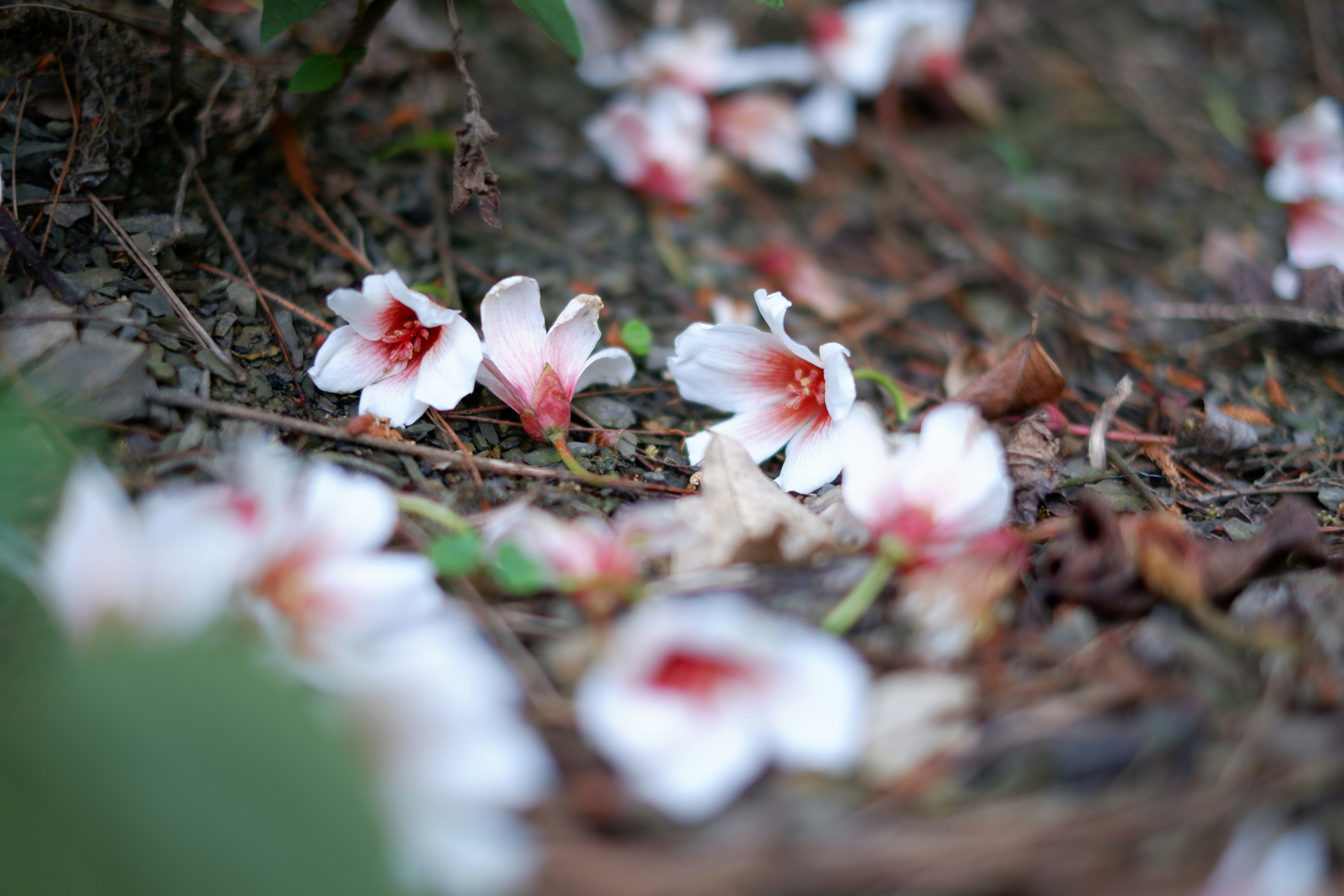 Petals on the Ground: Soft Focus Bloom Fragments