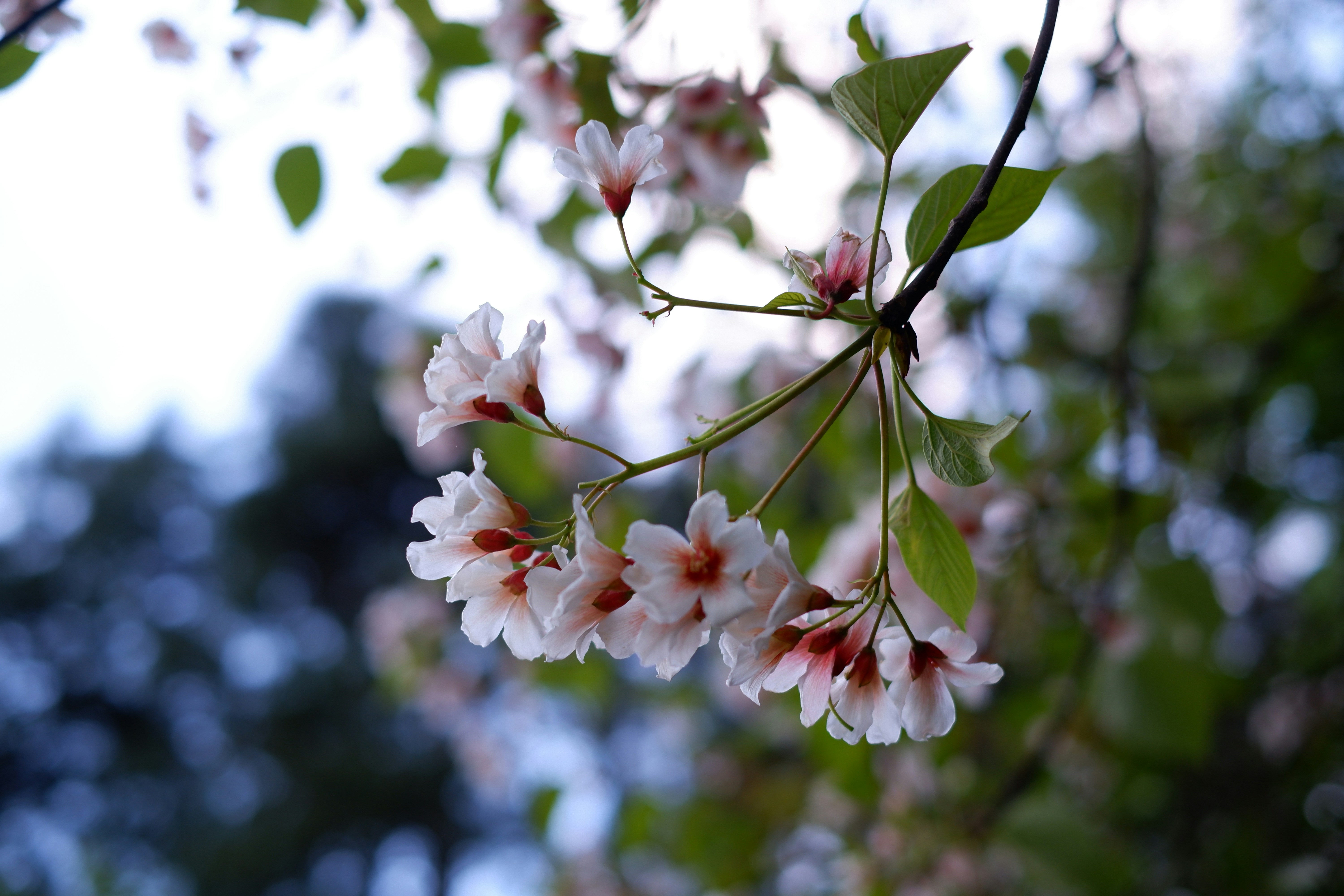 Blossoms in Soft Focus: A Delicate Cascade of Pink-White Petals