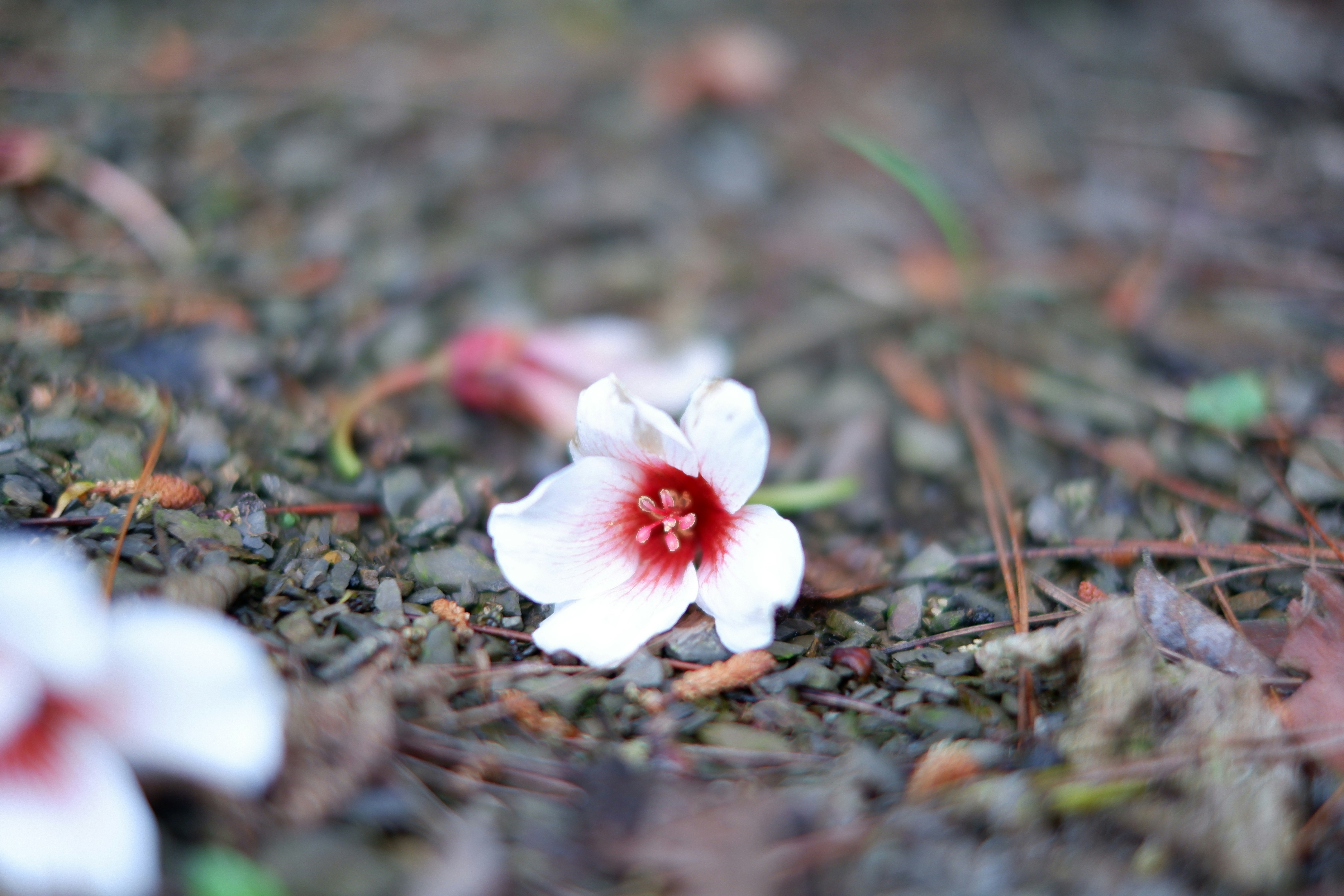 Fallen blossom in a quiet gravel bed