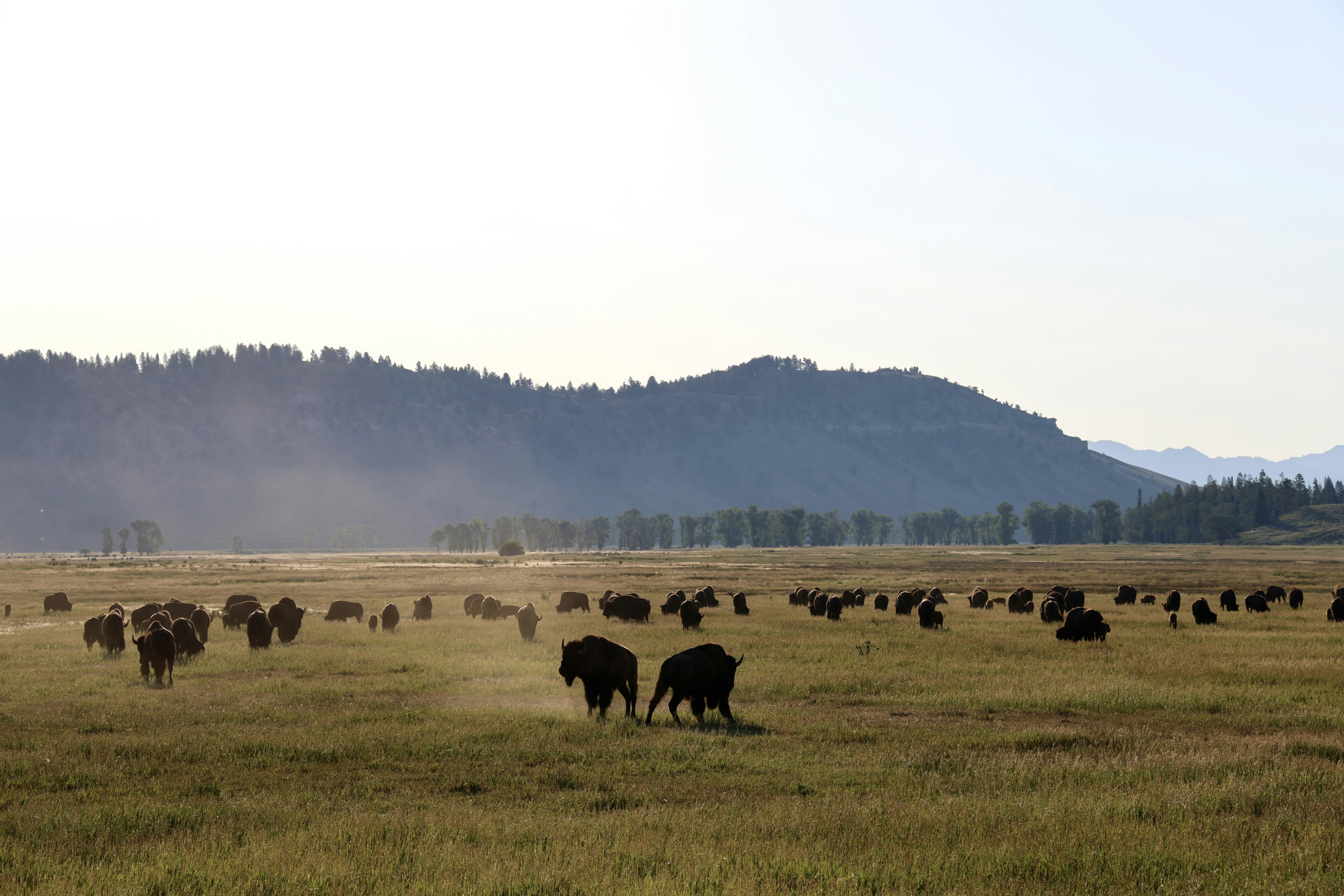 Herd at Dusk on Open Prairie with distant Ridge