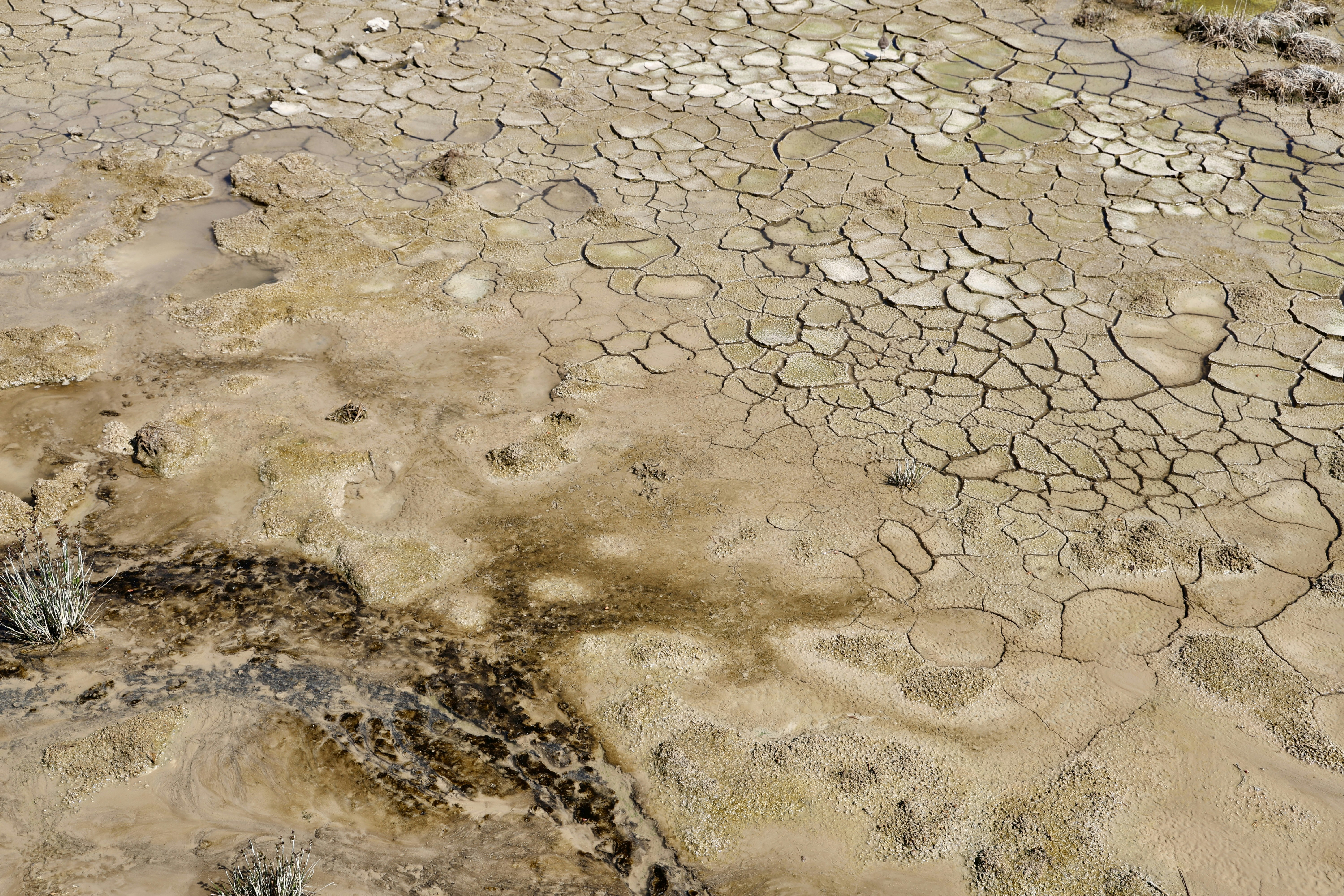 Cracked Desert Floor: a mosaic of earth and mineral textures