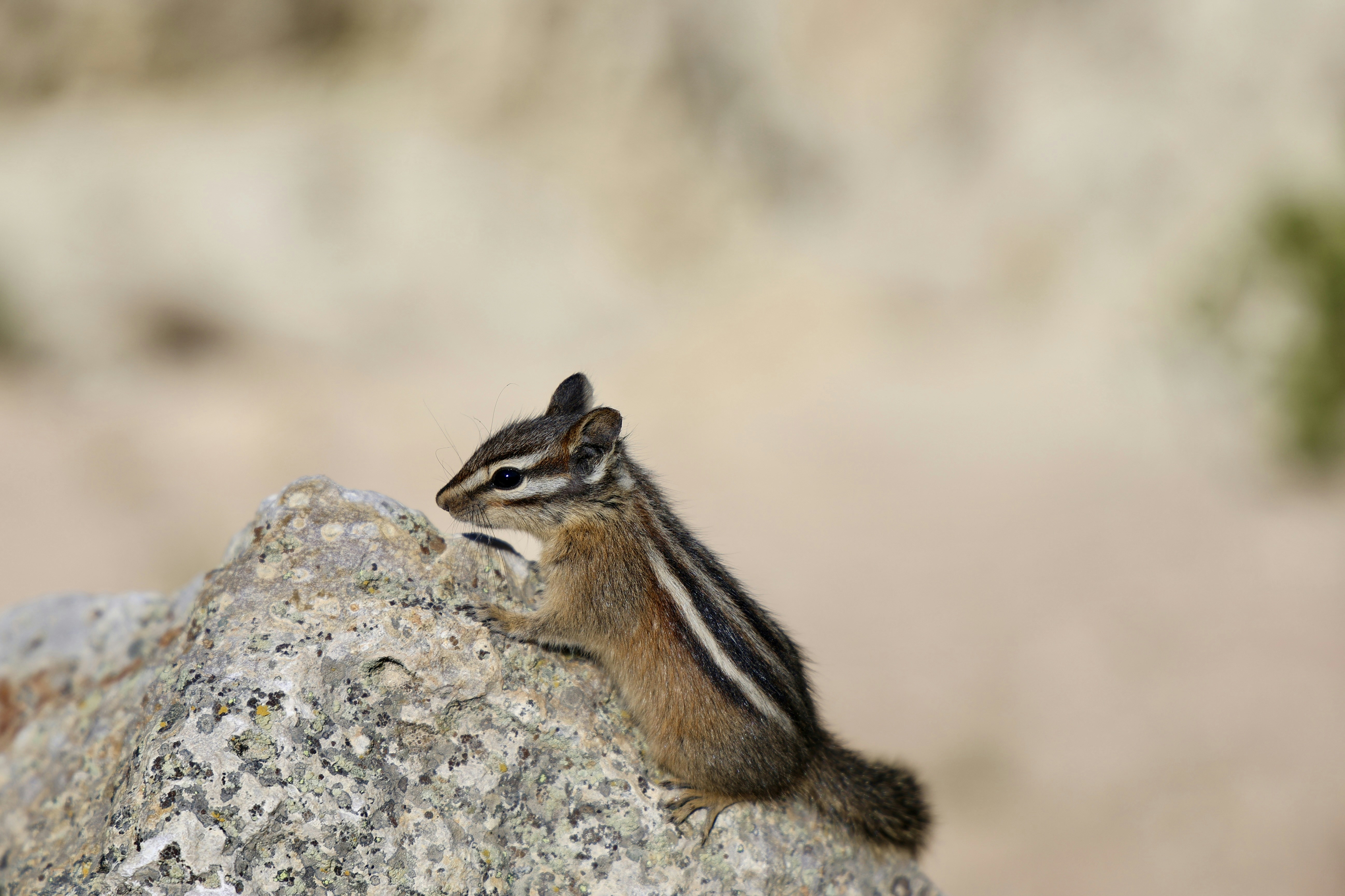 Chipmunk Perched on a Stone: Pause in the Quiet