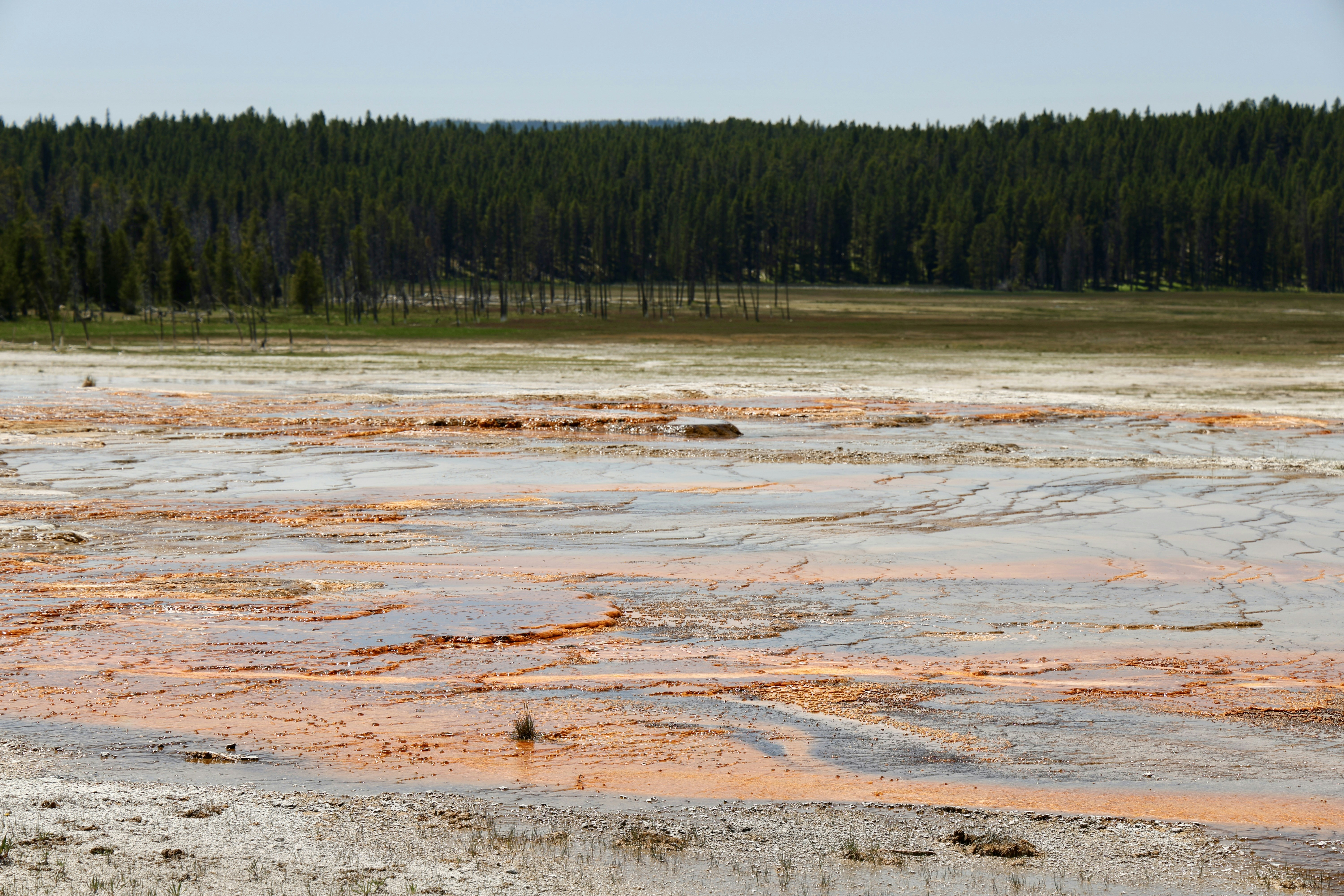 Smoldering Terraces: A Rim of Orange and Steam Beneath Pines