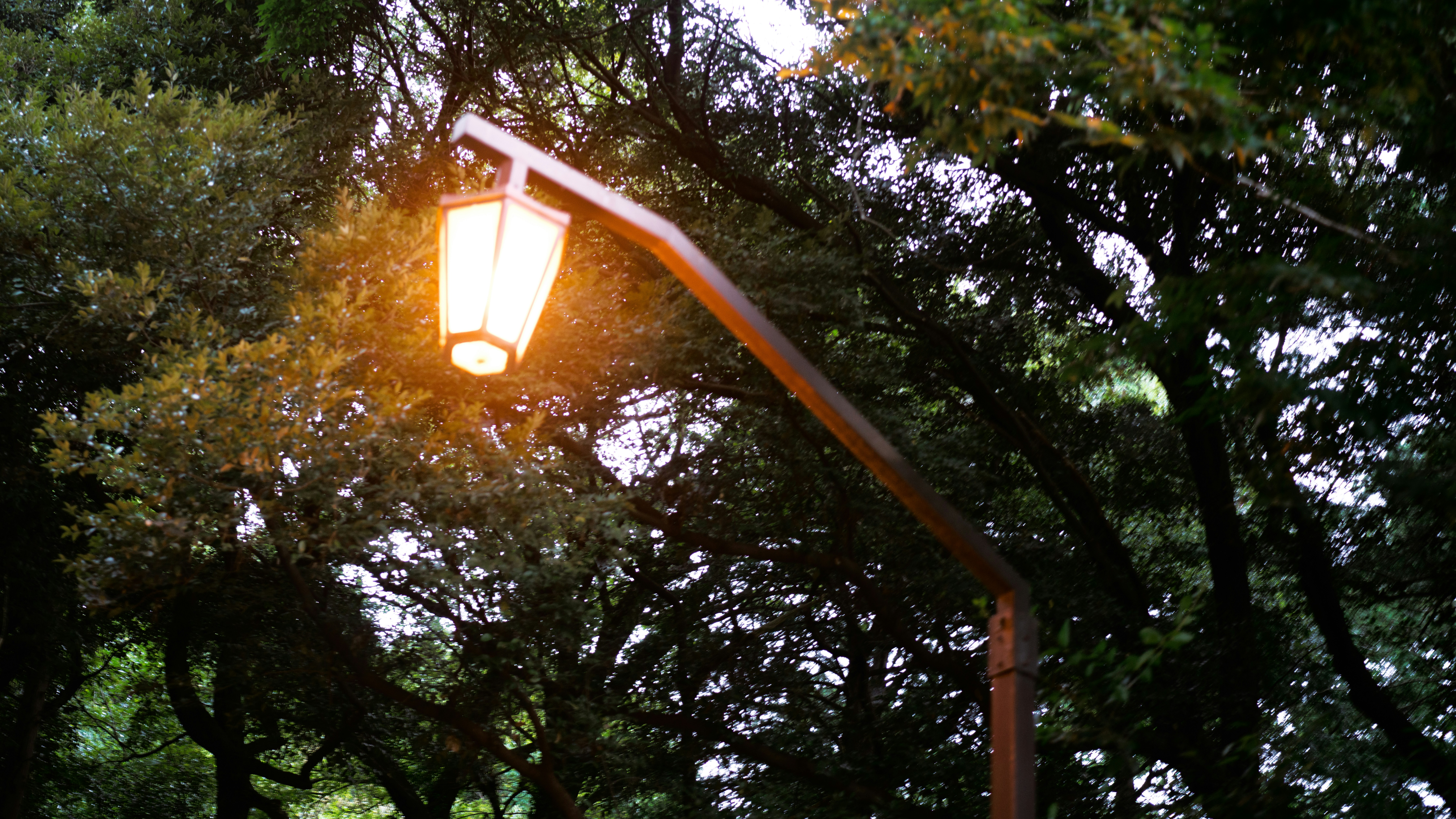 Glowing Lamp Amid Canopy: A Quiet Urban Evening