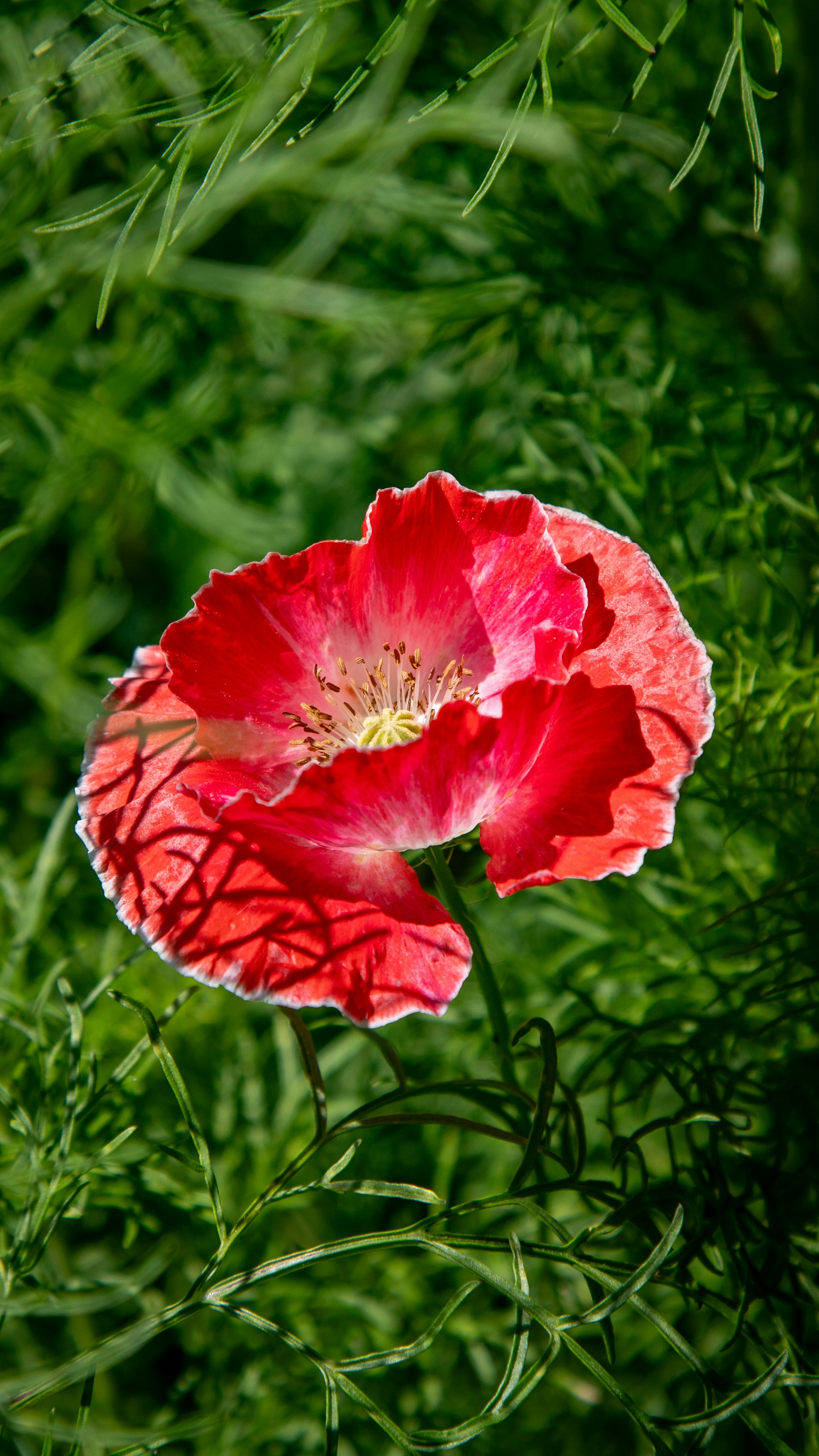 Crimson Petal Bloom Catching the Sunlit Whispers