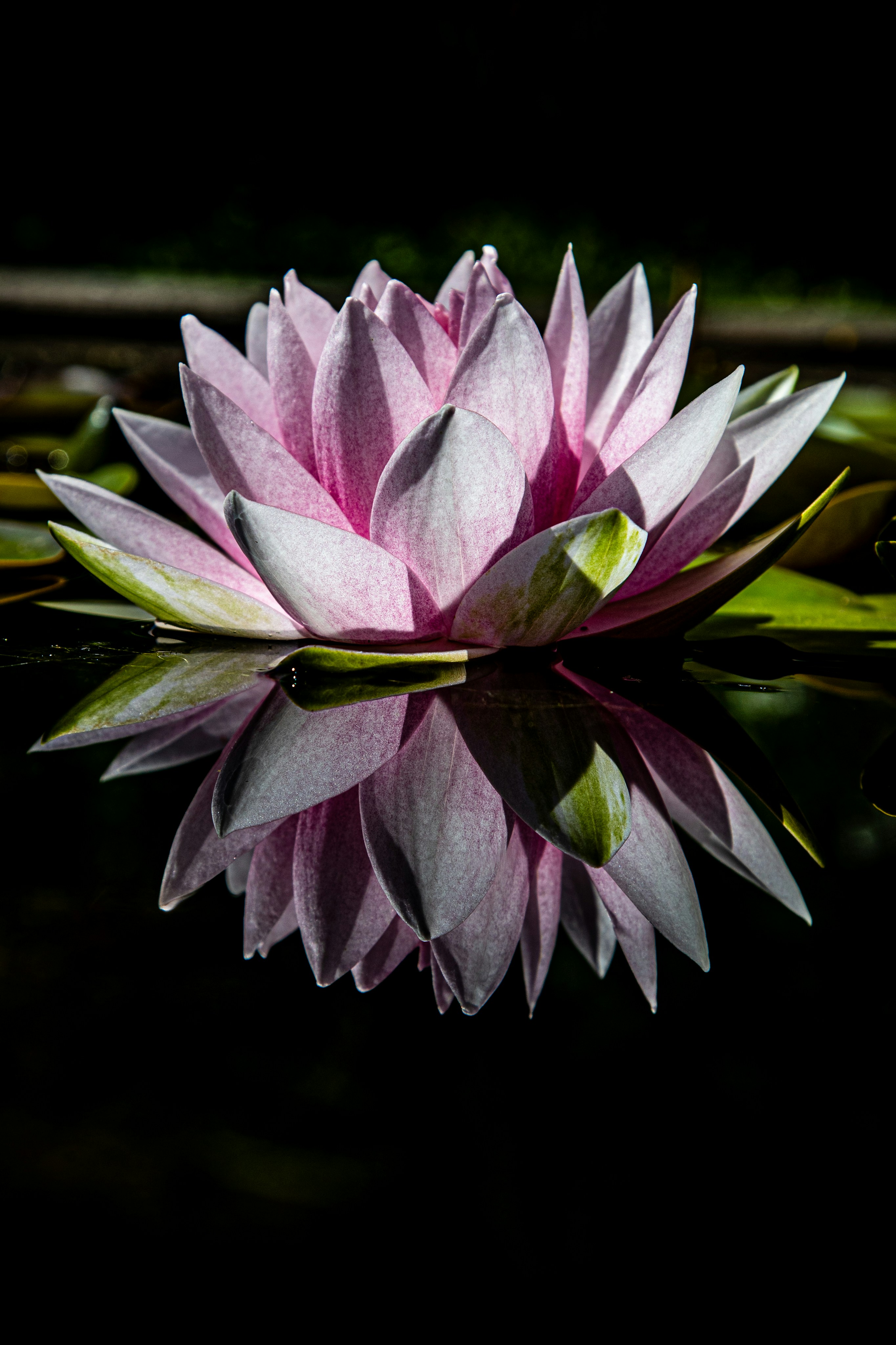 Pink Water Lily Serenade on a Mirror Quiet