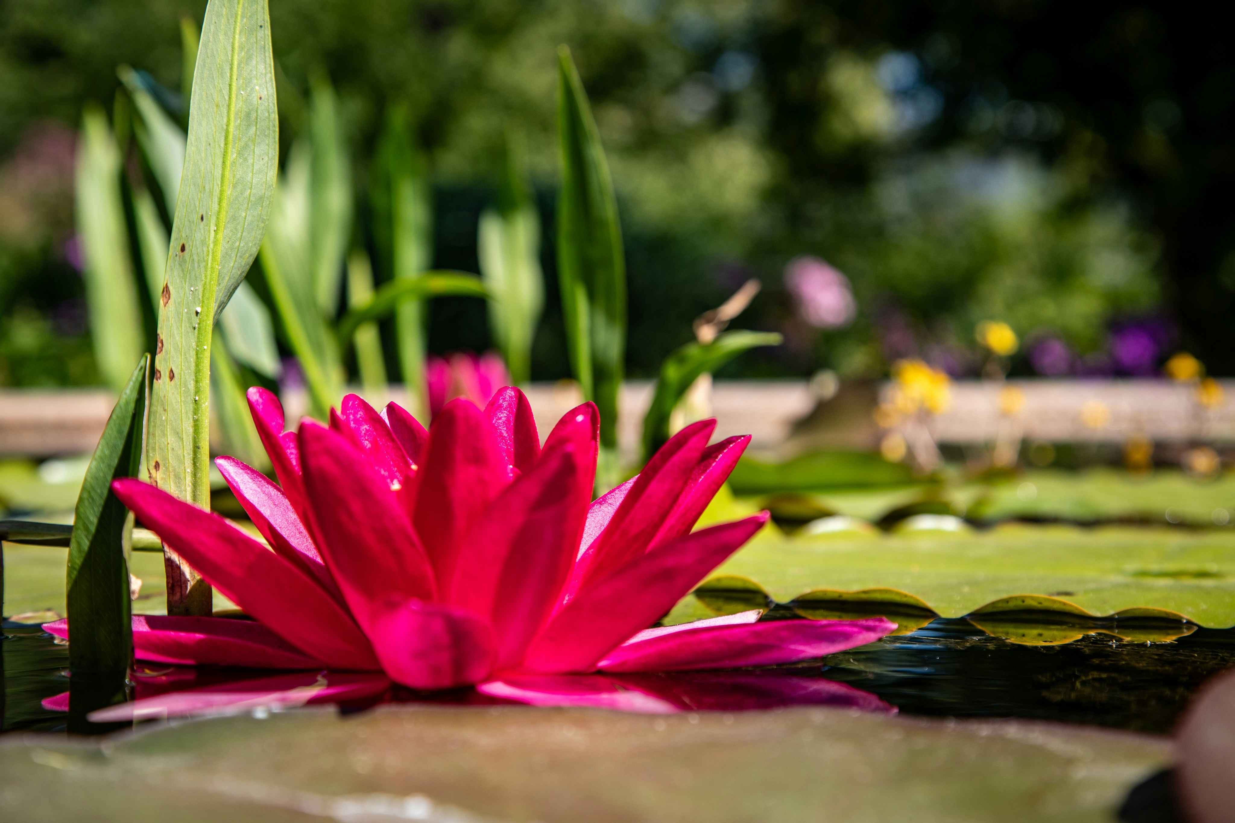 Pink Waterlily Bloom in Calm Pond with Floating Leaves