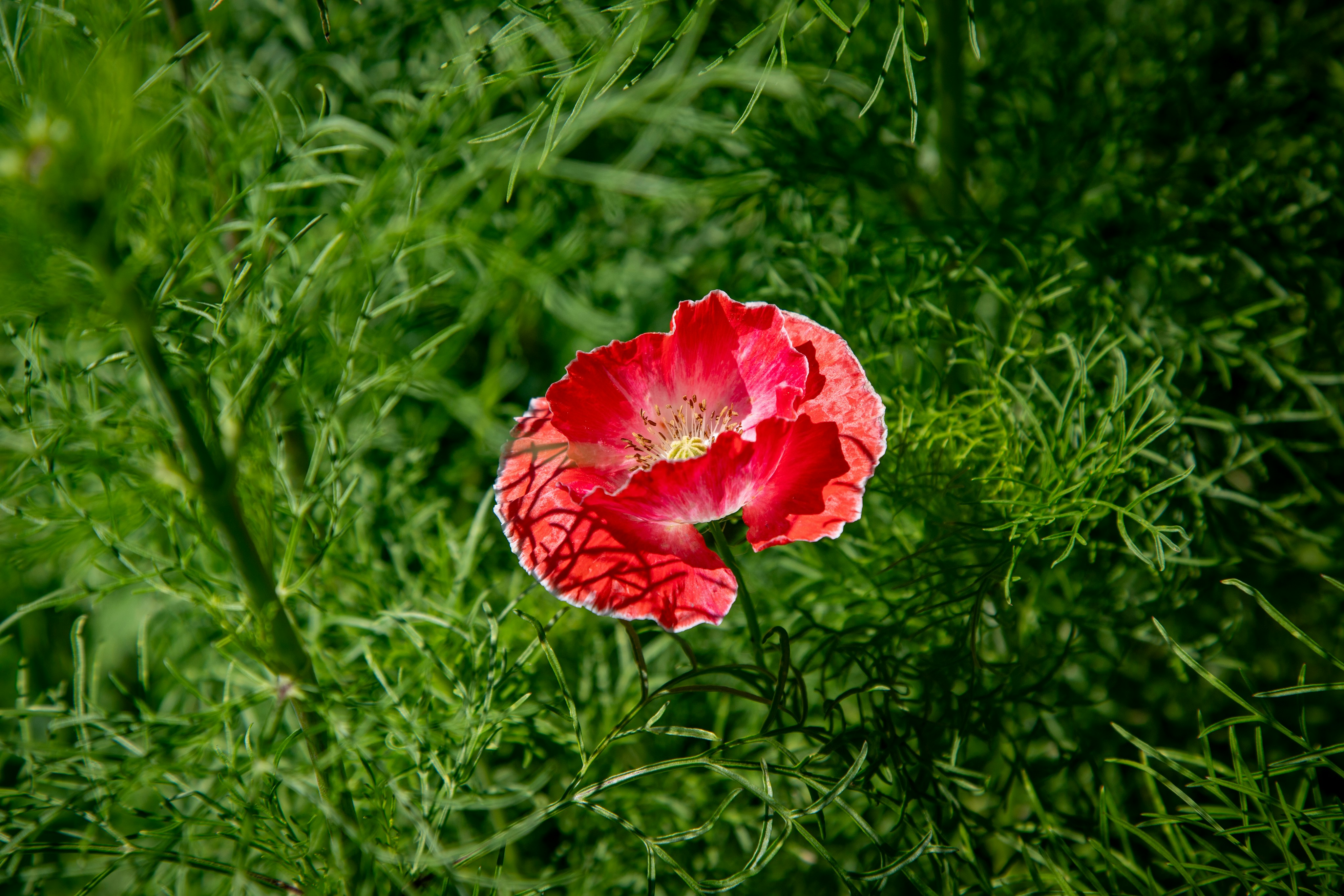 Crimson Bloom in a Sea of Green