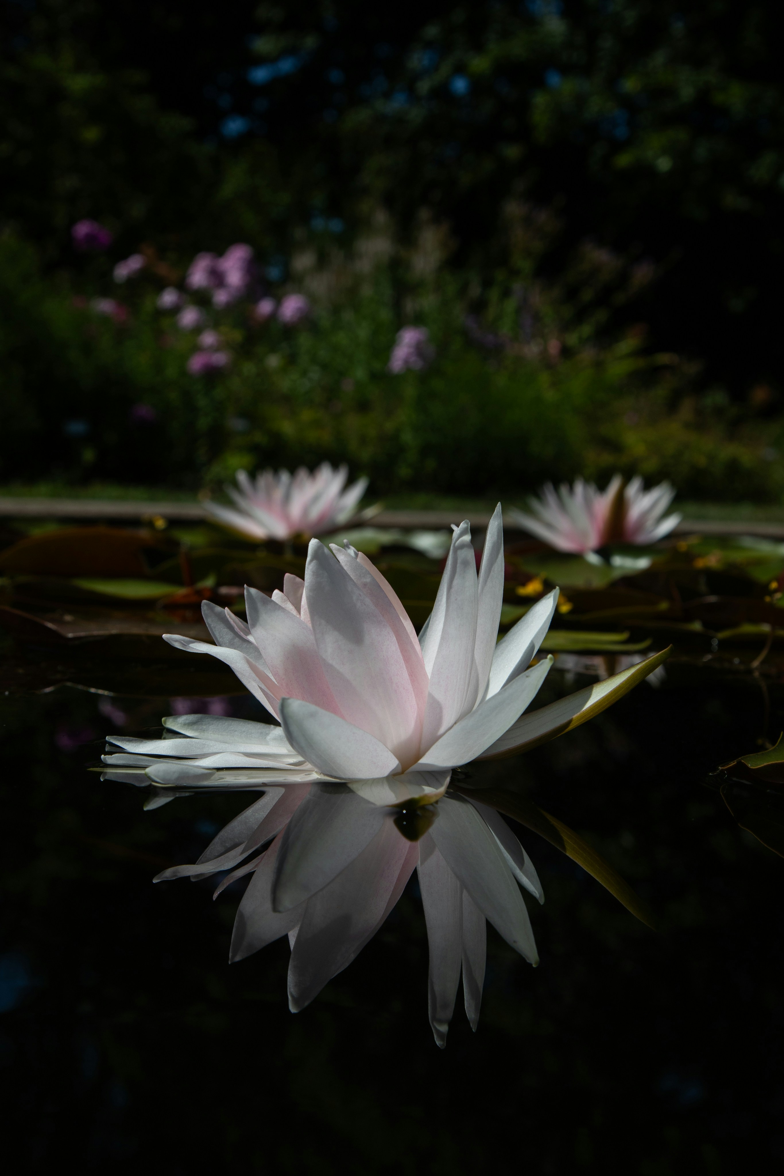 White Waterlily Crowned in Quiet Twilight