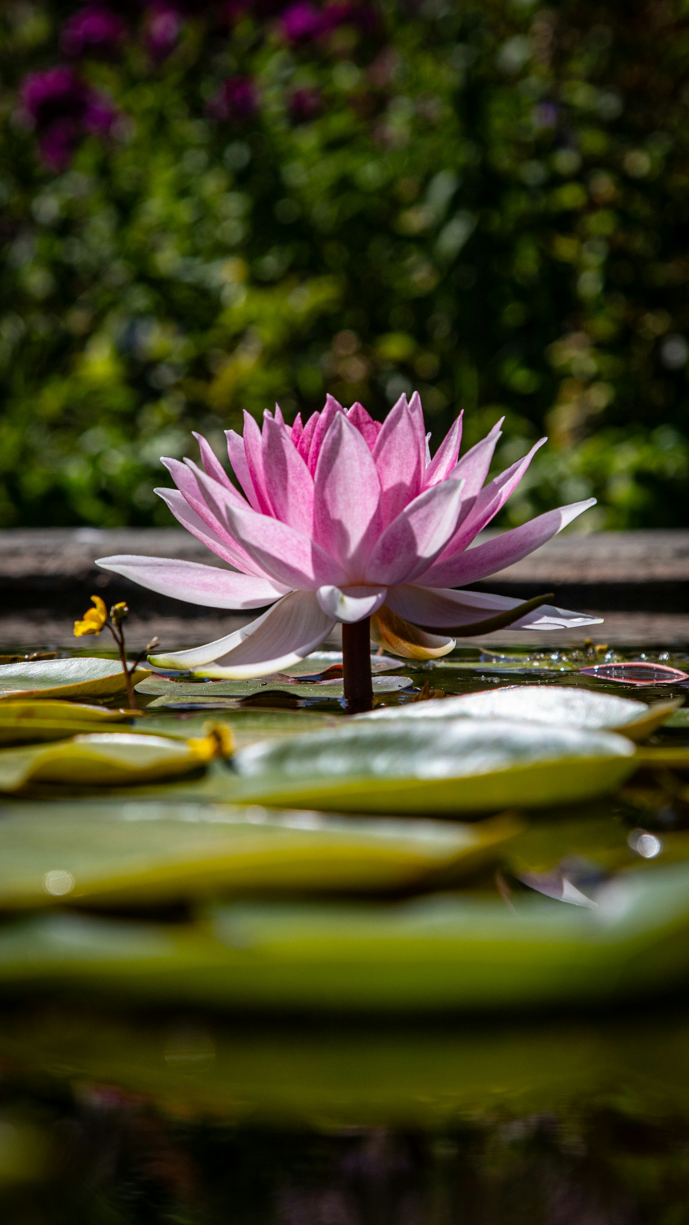 Pink Water Lily: Portrait of a Quiet Bloom Above the Pond
