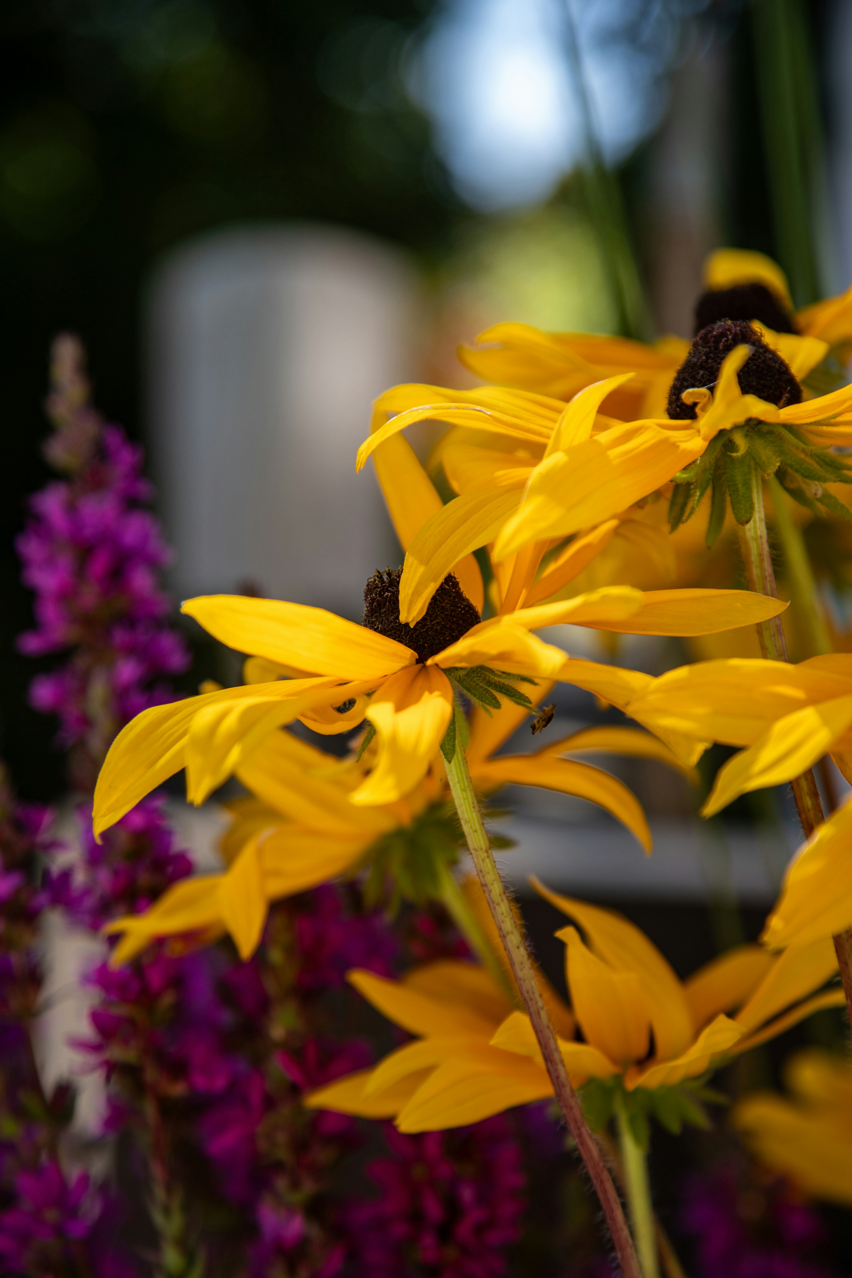 Sunlit Golden Blooms in a Quiet Garden