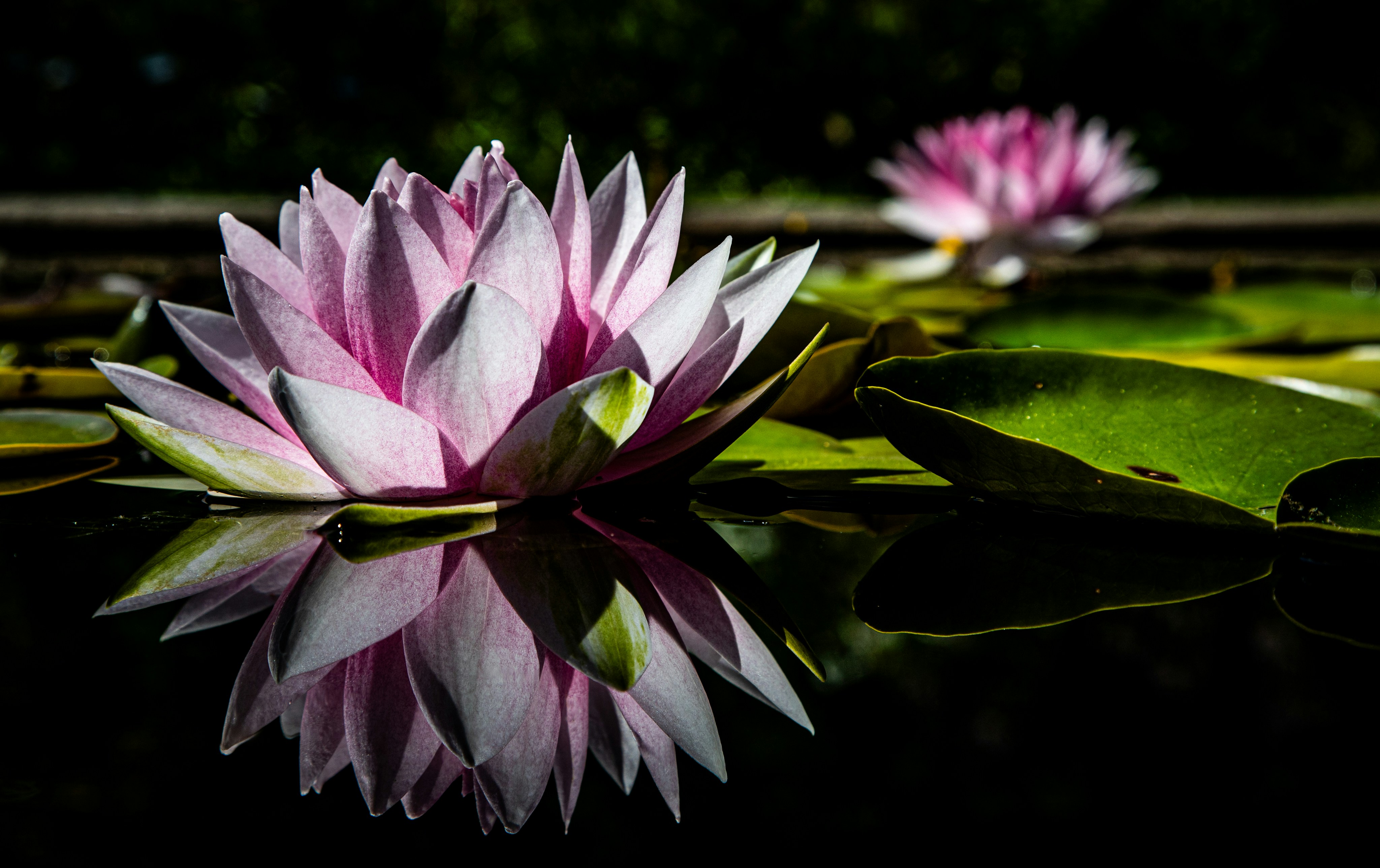 Reflected Petals: A Still Water Bloom