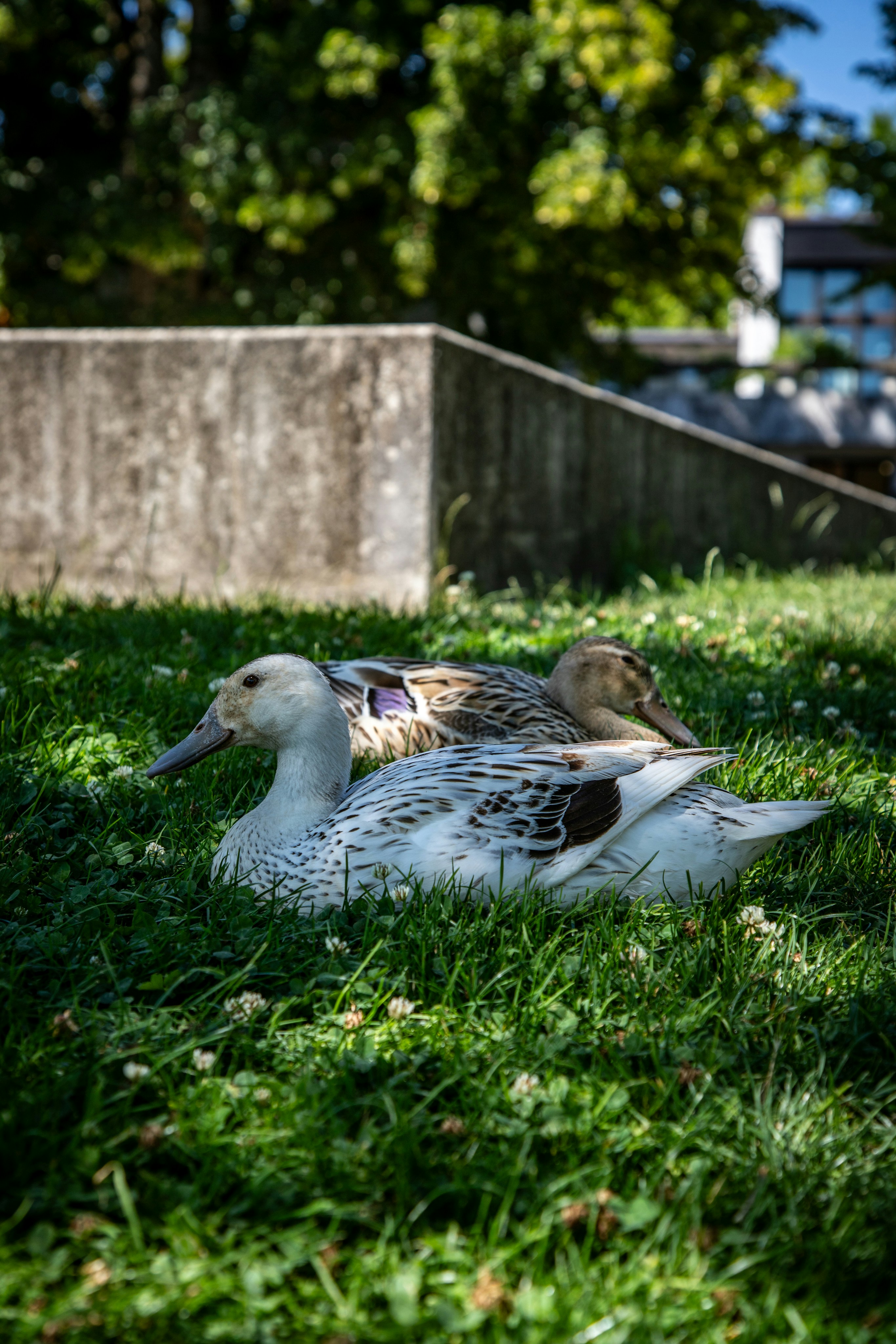 Stillness on the Grass: A Pair of Ducks Resting in Shade