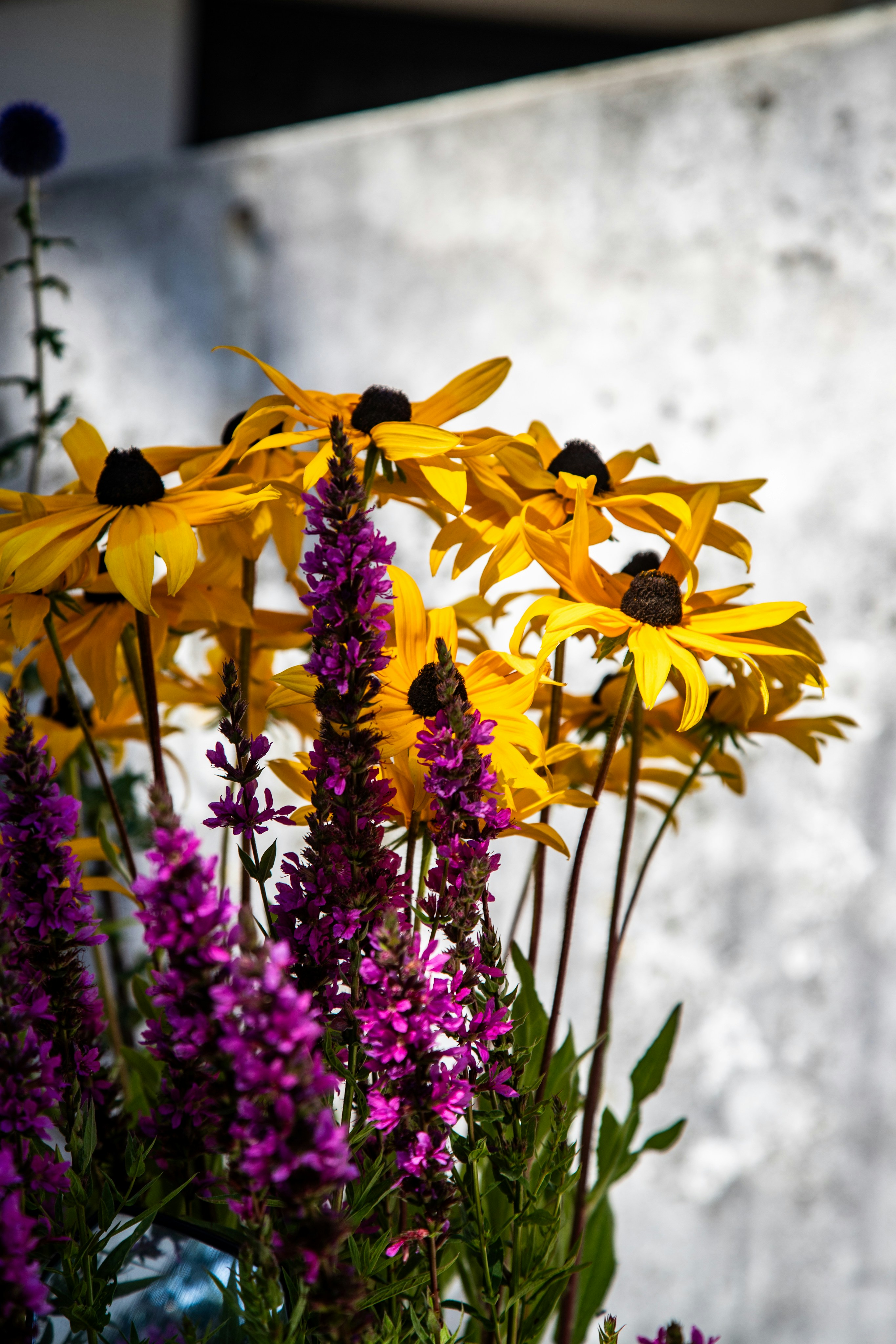 Sunlit Coneflowers and Purple Spikes in a Sunny Bed