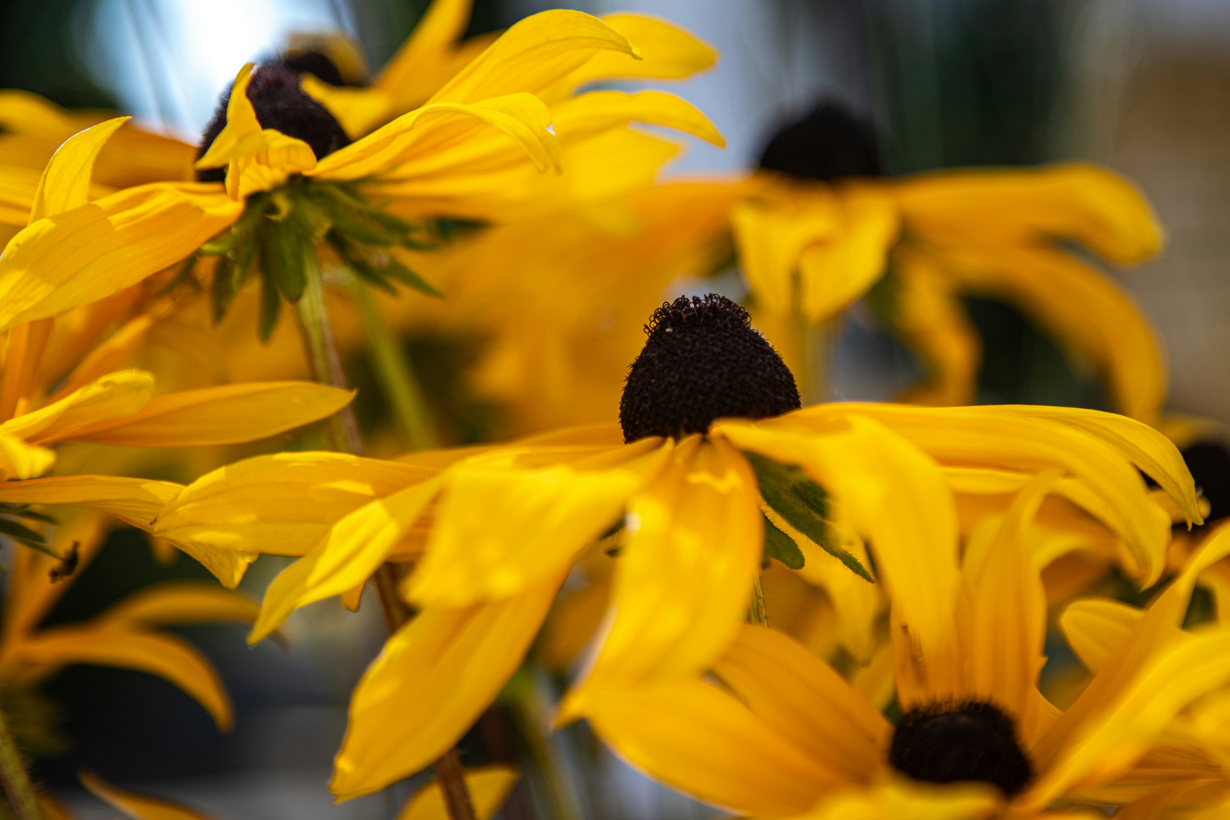Golden Heads in a Blurred Meadow