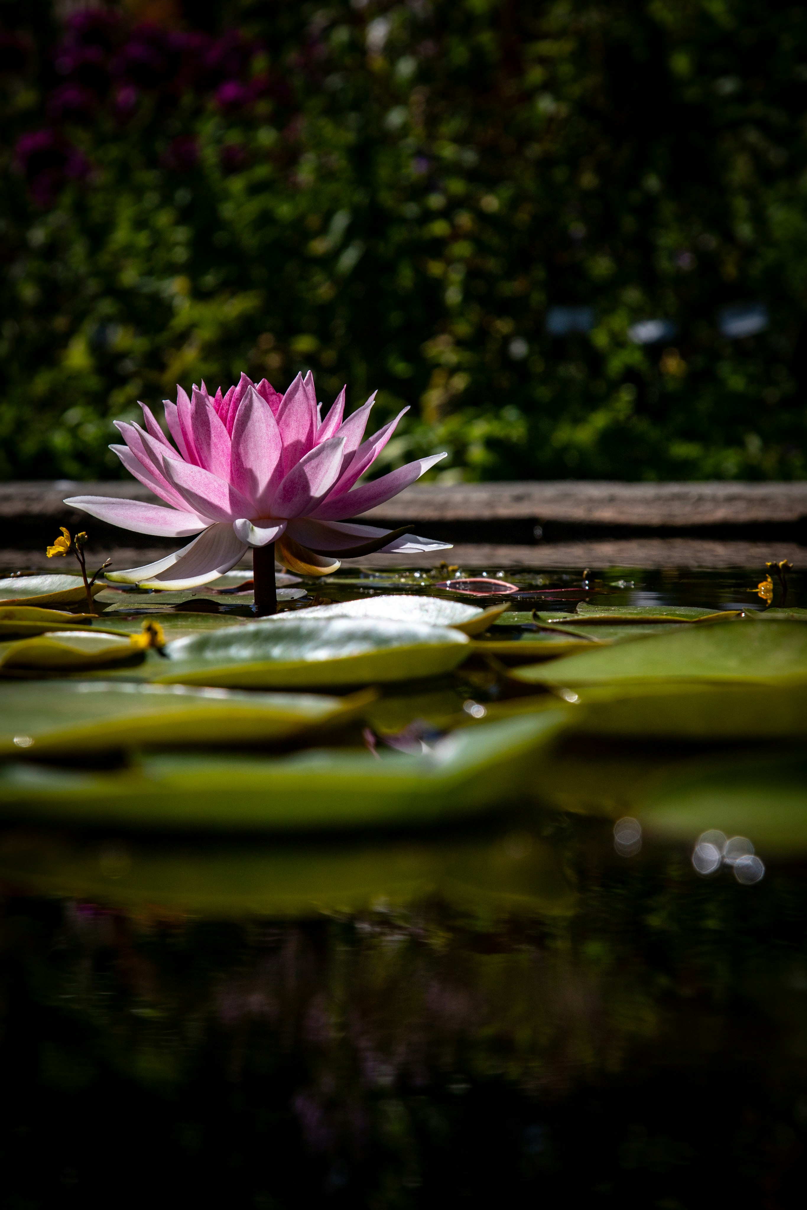 Pink Water Lily in a Quiet Pond Frame