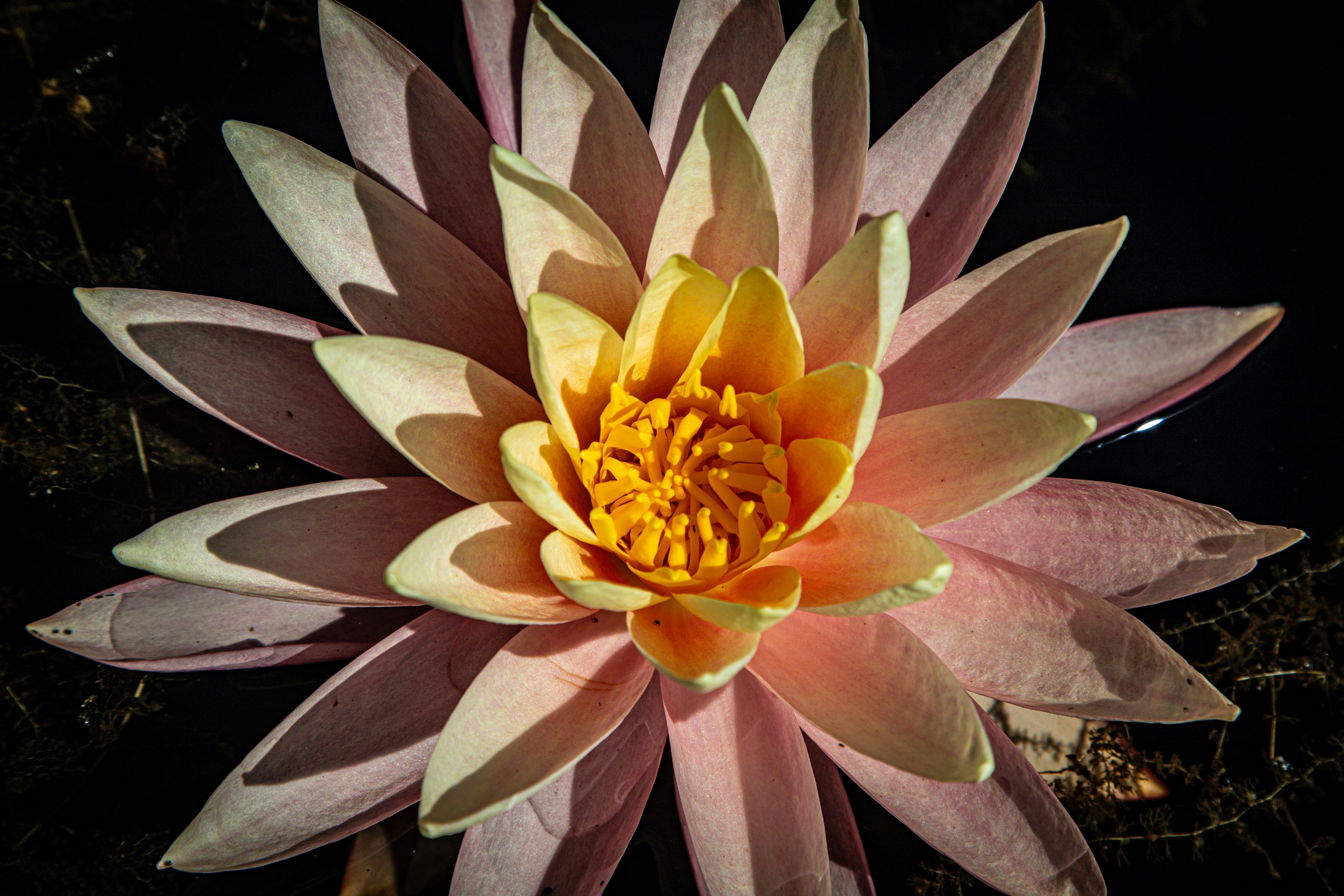 Sunlit Rosette: A Pink-Orange Succulent Bloom Center Stage