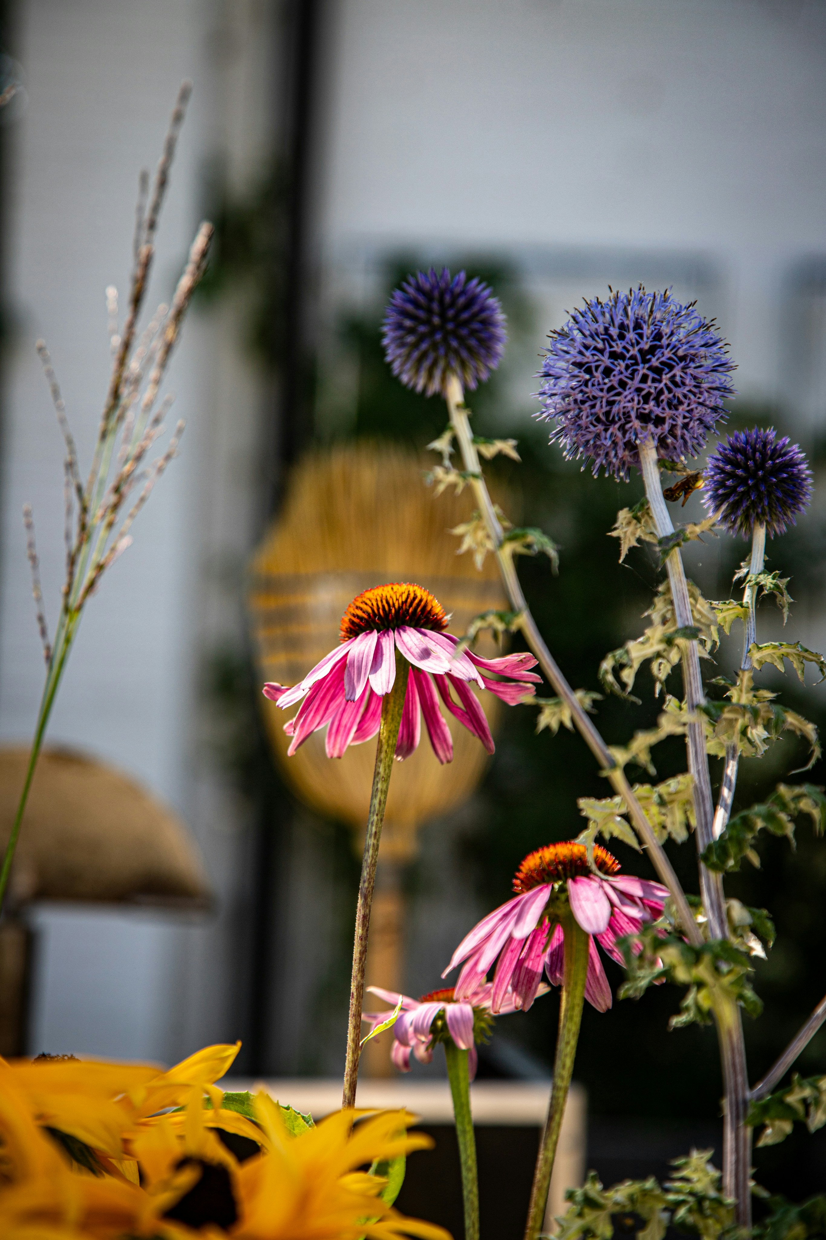 Purple globe blooms and pink coneflowers in a sunlit garden still life