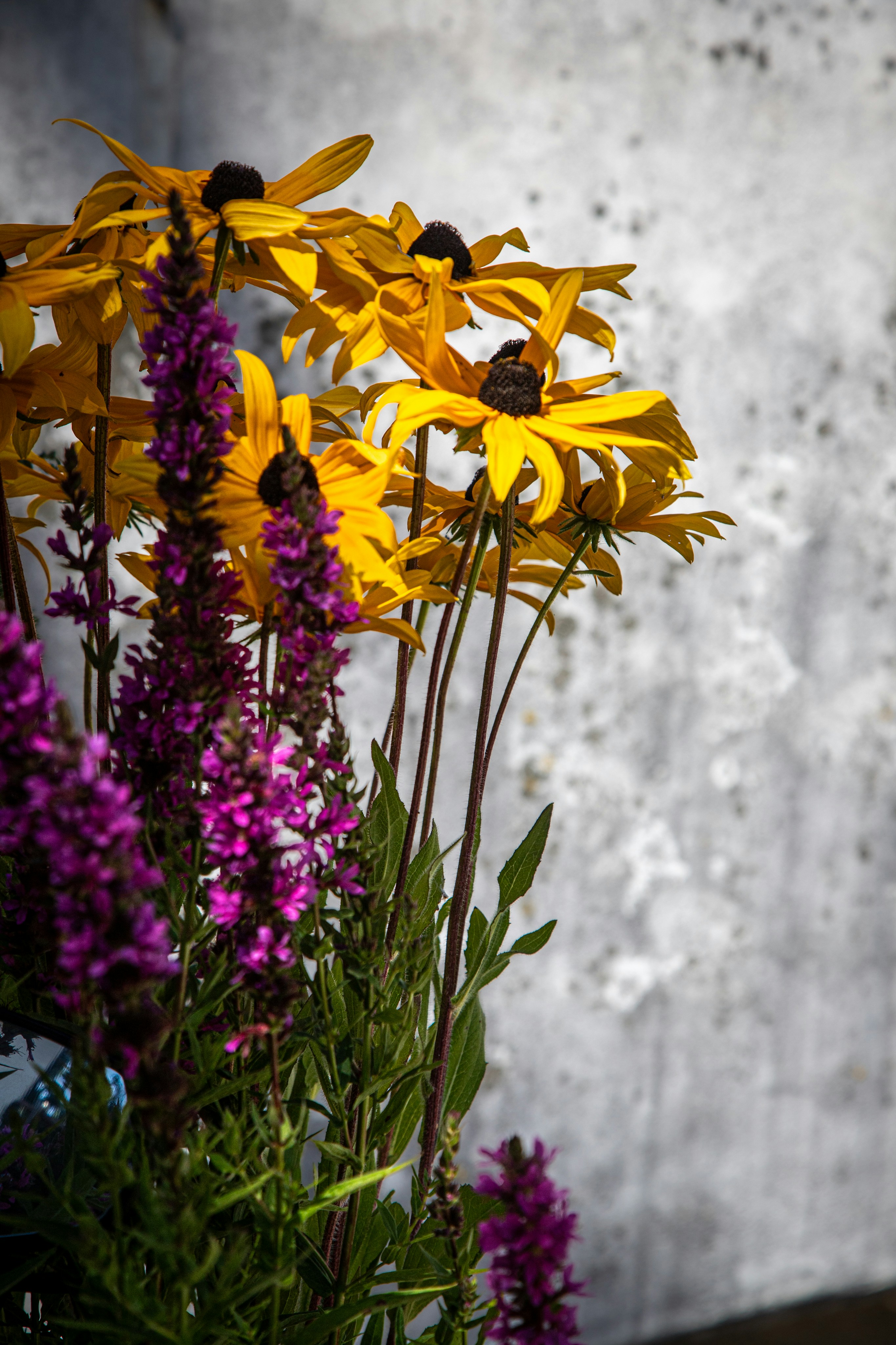 Sunlit Daisies and Purple Spikes Standing Against a Weathered Wall